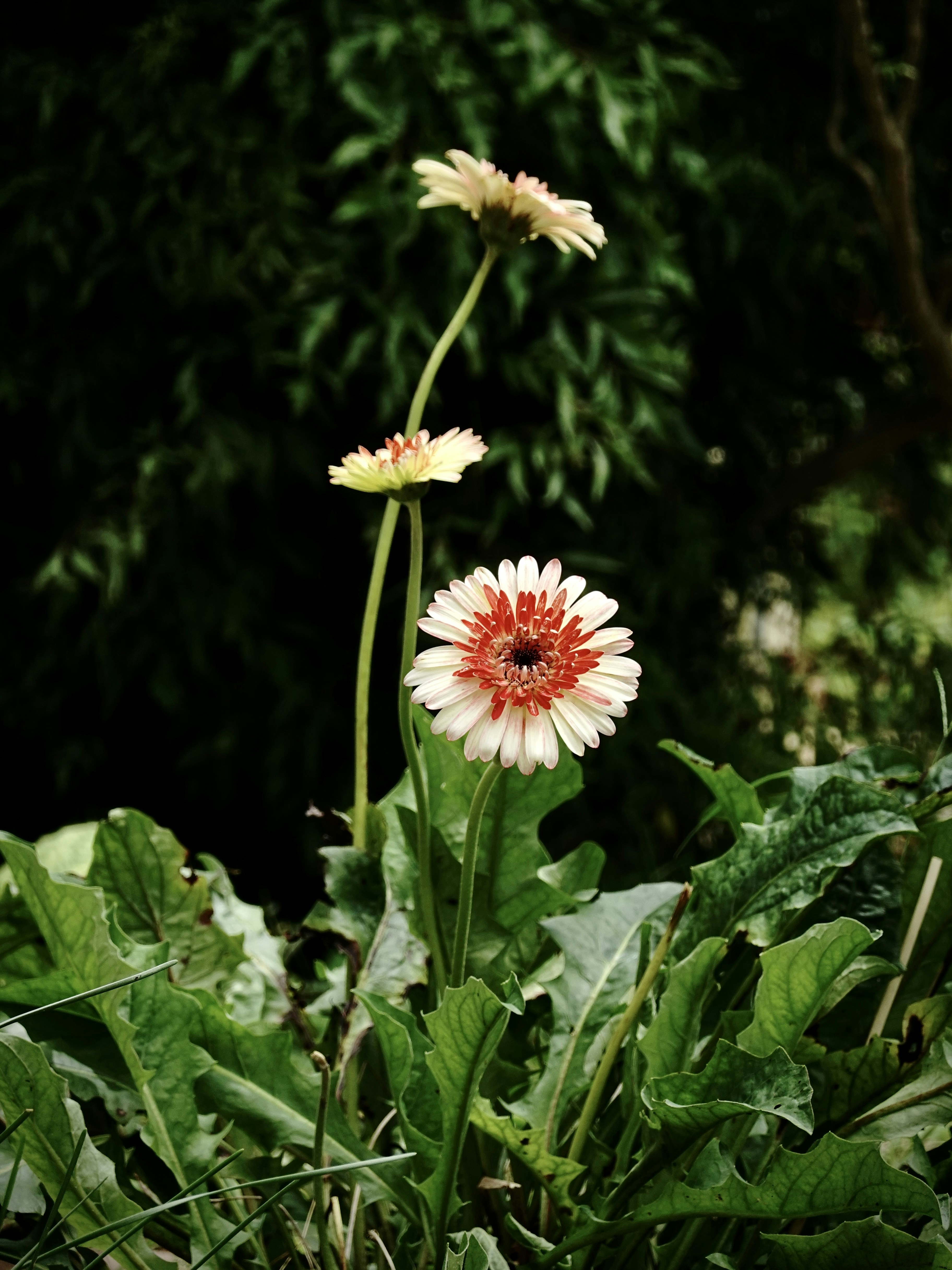 Transvaal daisy | a couple of flowers that are in the grass