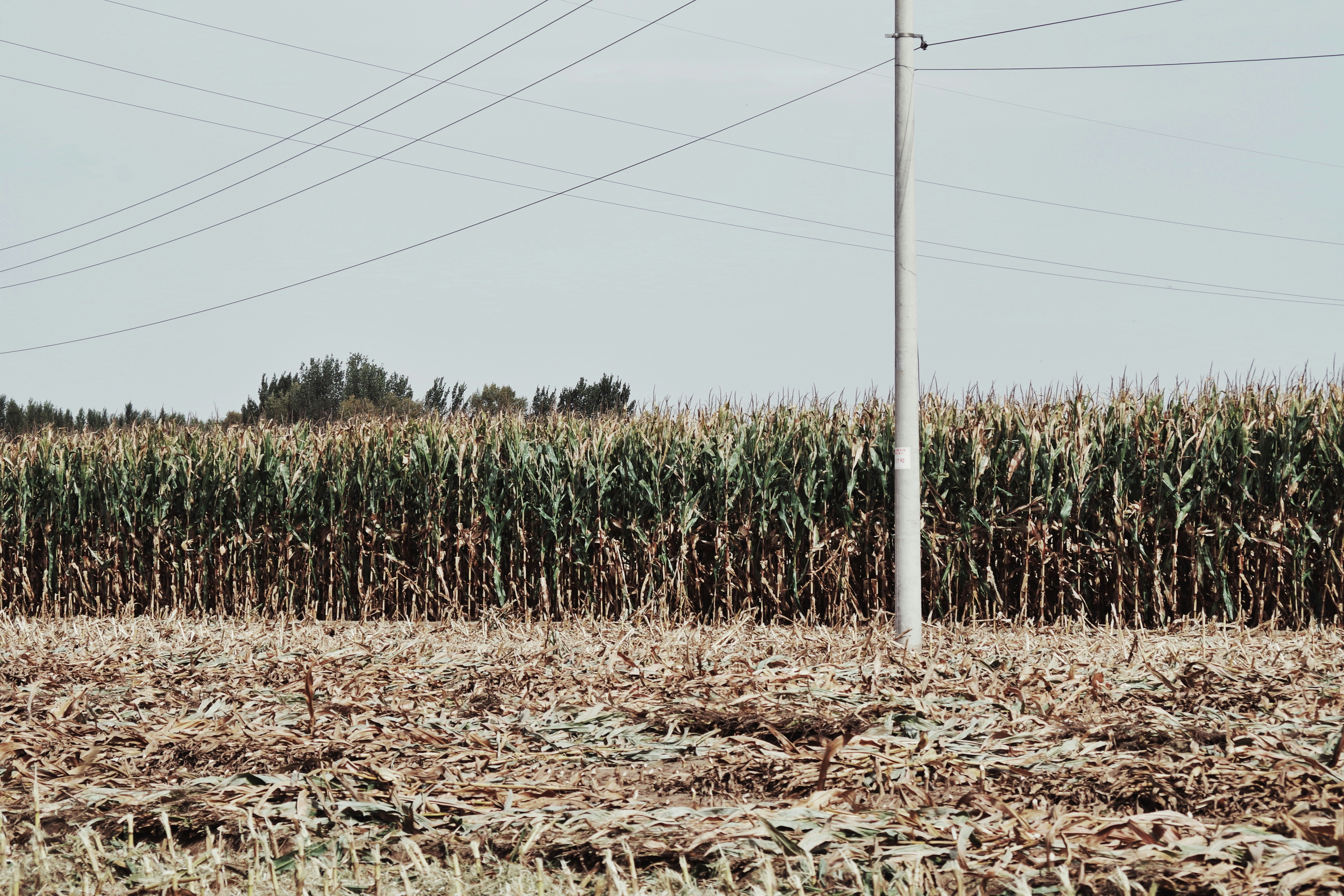 A field of corn with power lines in the background photo – Free Autumn ...