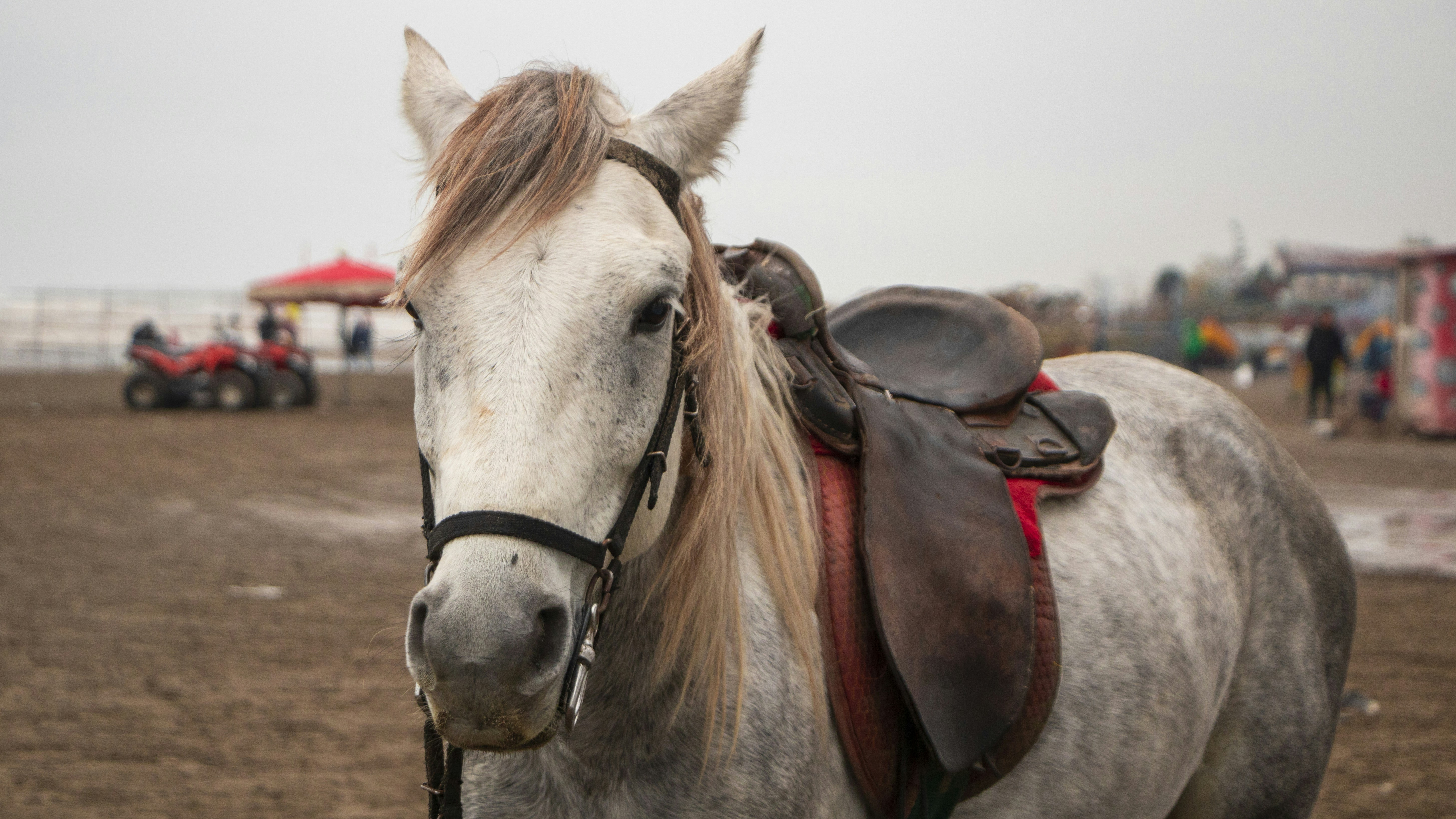 Close-up of a gray horse with a saddle, set against a blurred background of a beach scene. The horse's expressive eyes and soft mane draw attention.