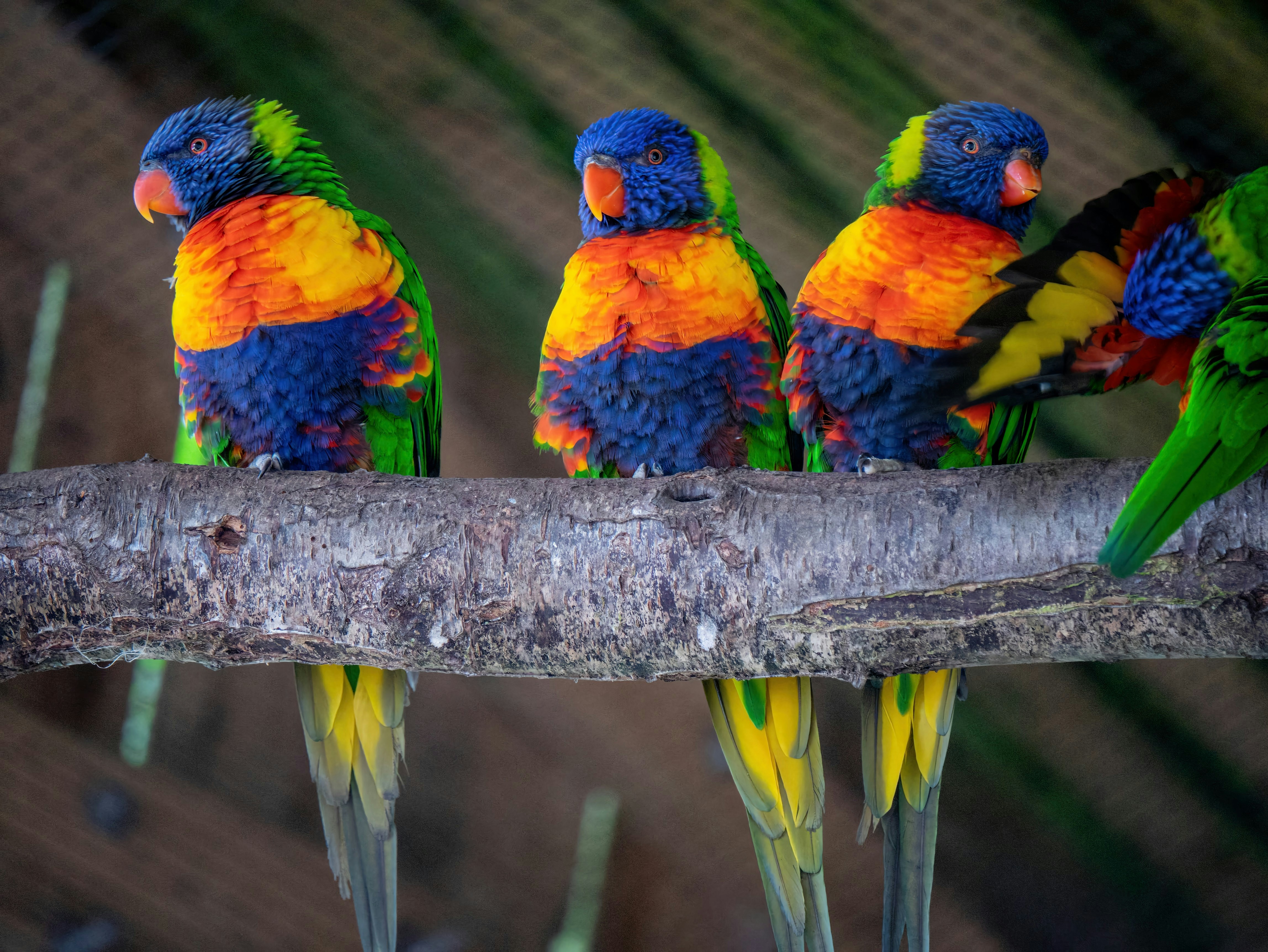 Three rainbow lorikeets perched on a rough branch, their vivid plumage forming a colorful row against a blurred background.