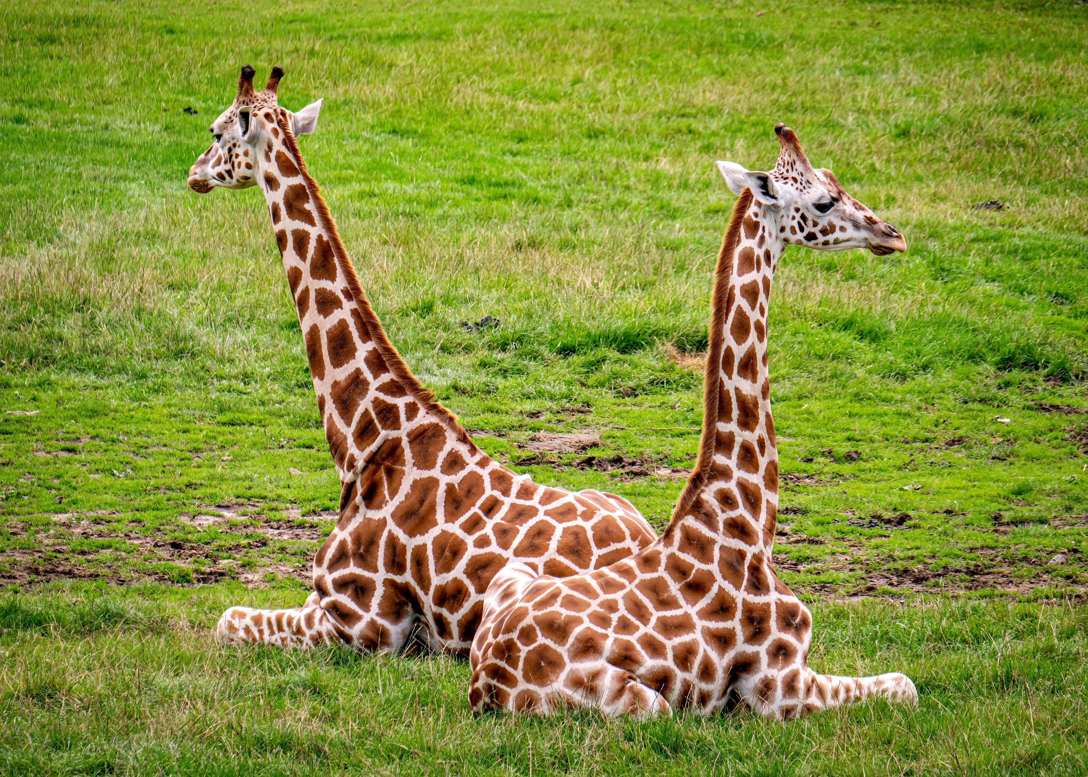Twin Necks, Quiet Pause: Giraffes Rest on a Sunlit Savanna
