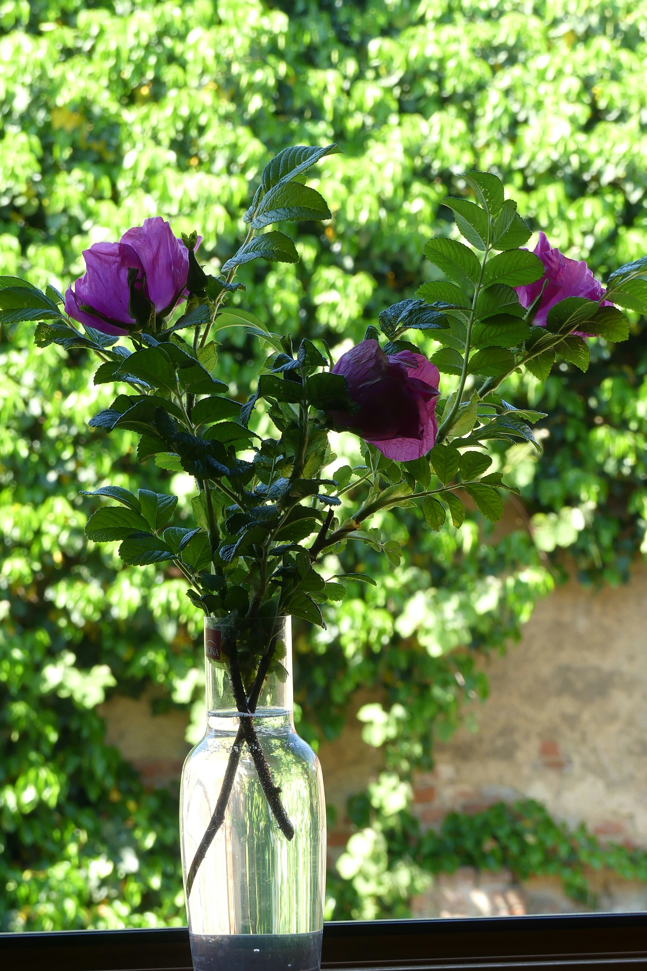 Petals in a Glass Vessel: A Quiet Window Garden