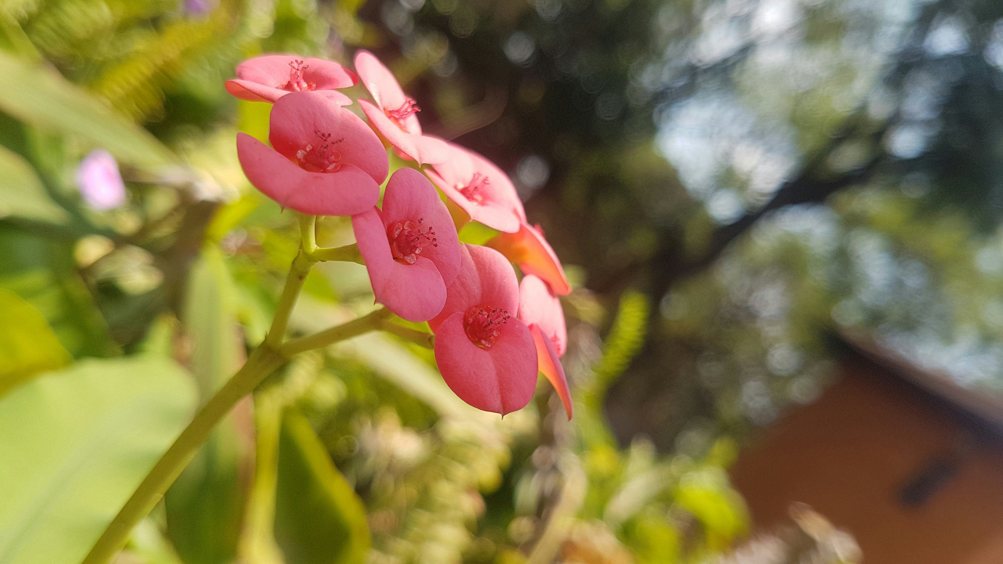 a close up of a pink flower on a plant