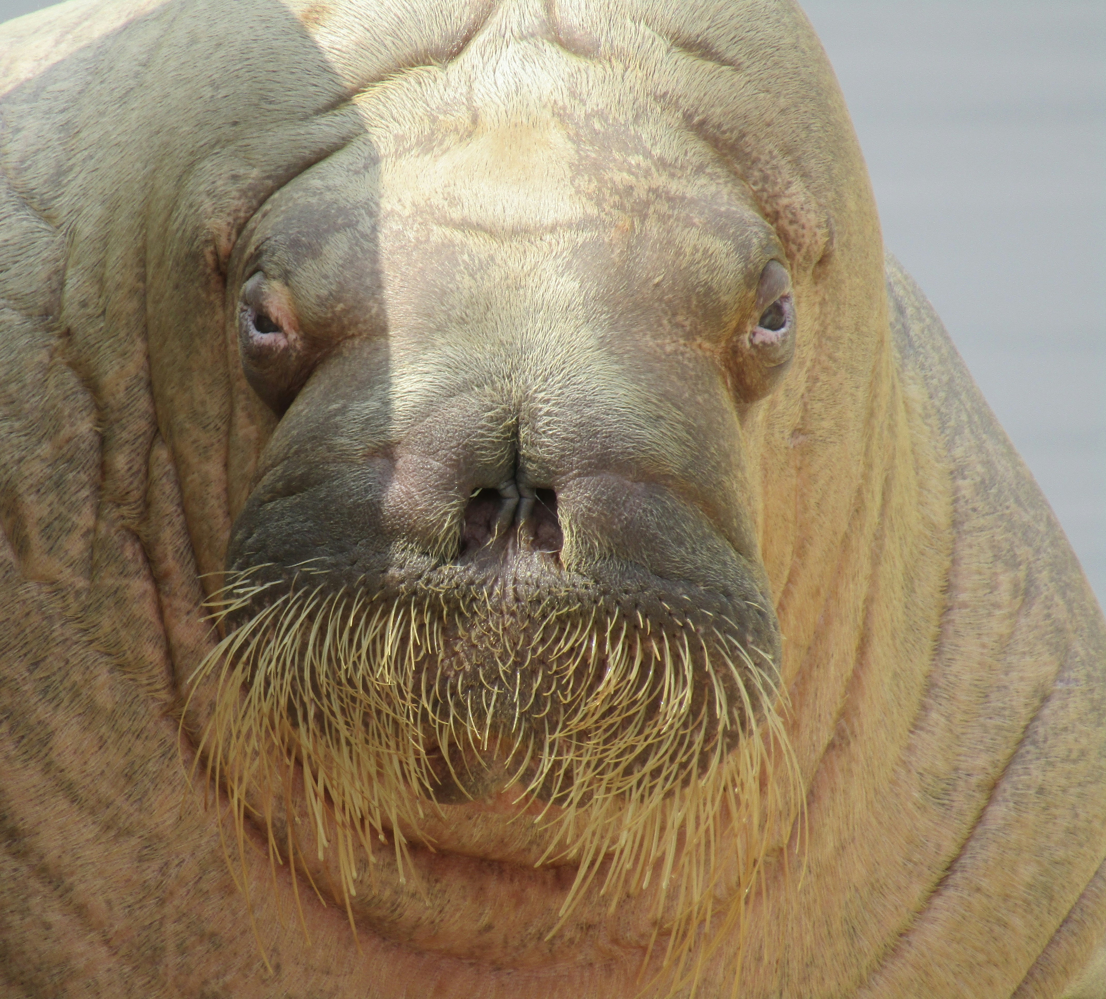 Close-up photograph of a walrus, highlighting its whiskered muzzle and textured skin with a calm, forward gaze.