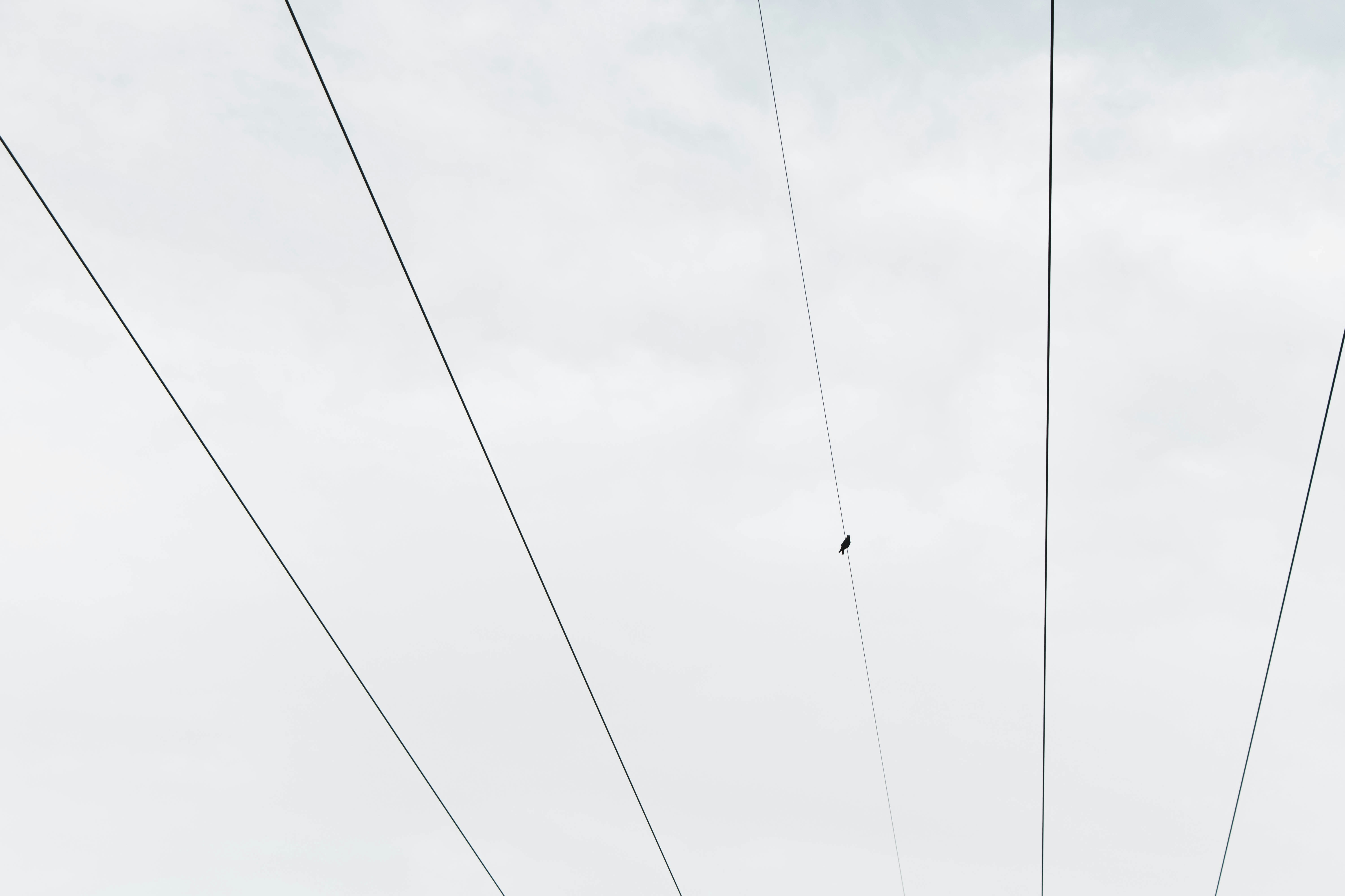 A lone bird perched on a wire against a soft, overcast sky, creating a minimalist composition that evokes tranquility.
