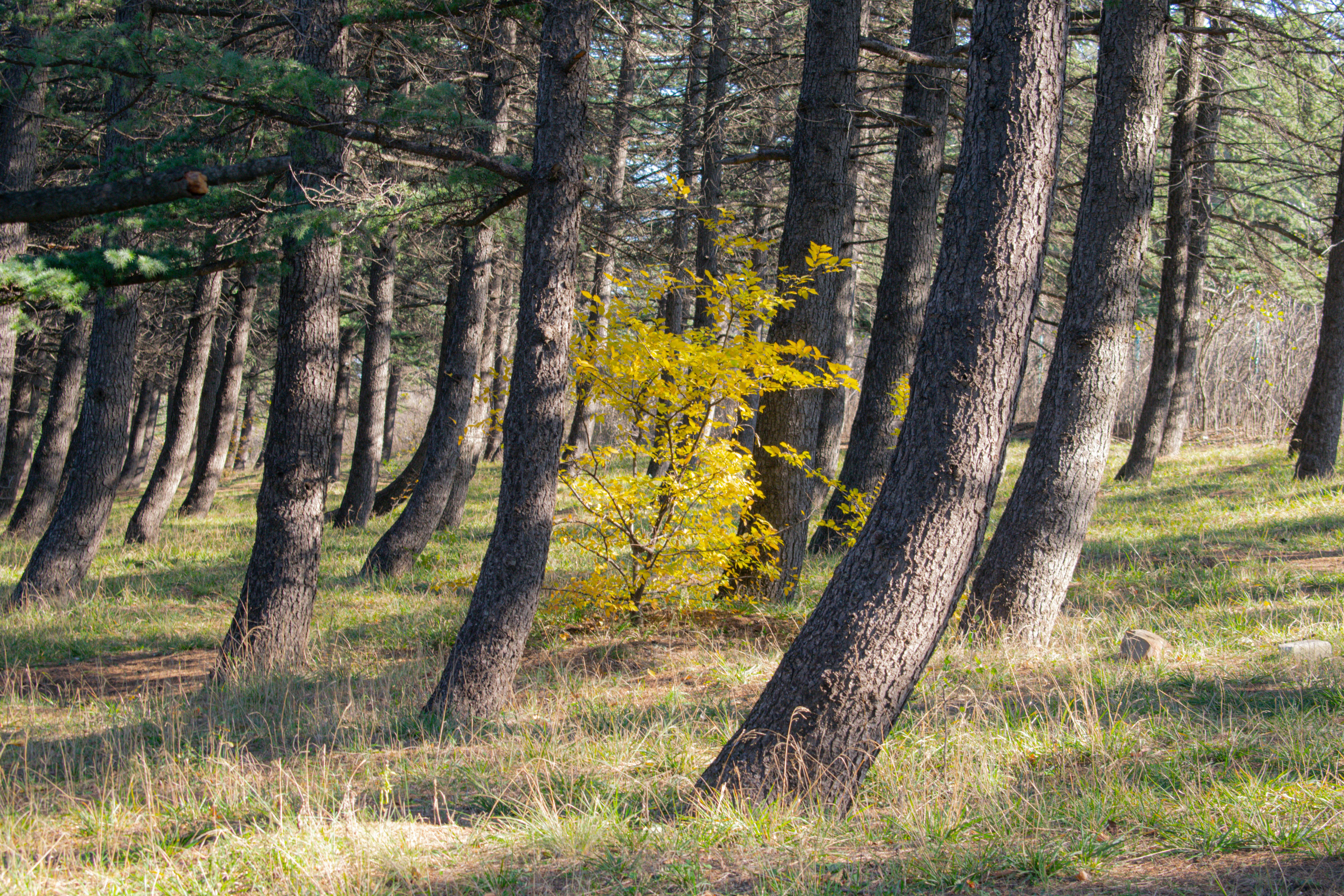 Gold-leaf Sentinel: a lone sapling amid pine trunks
