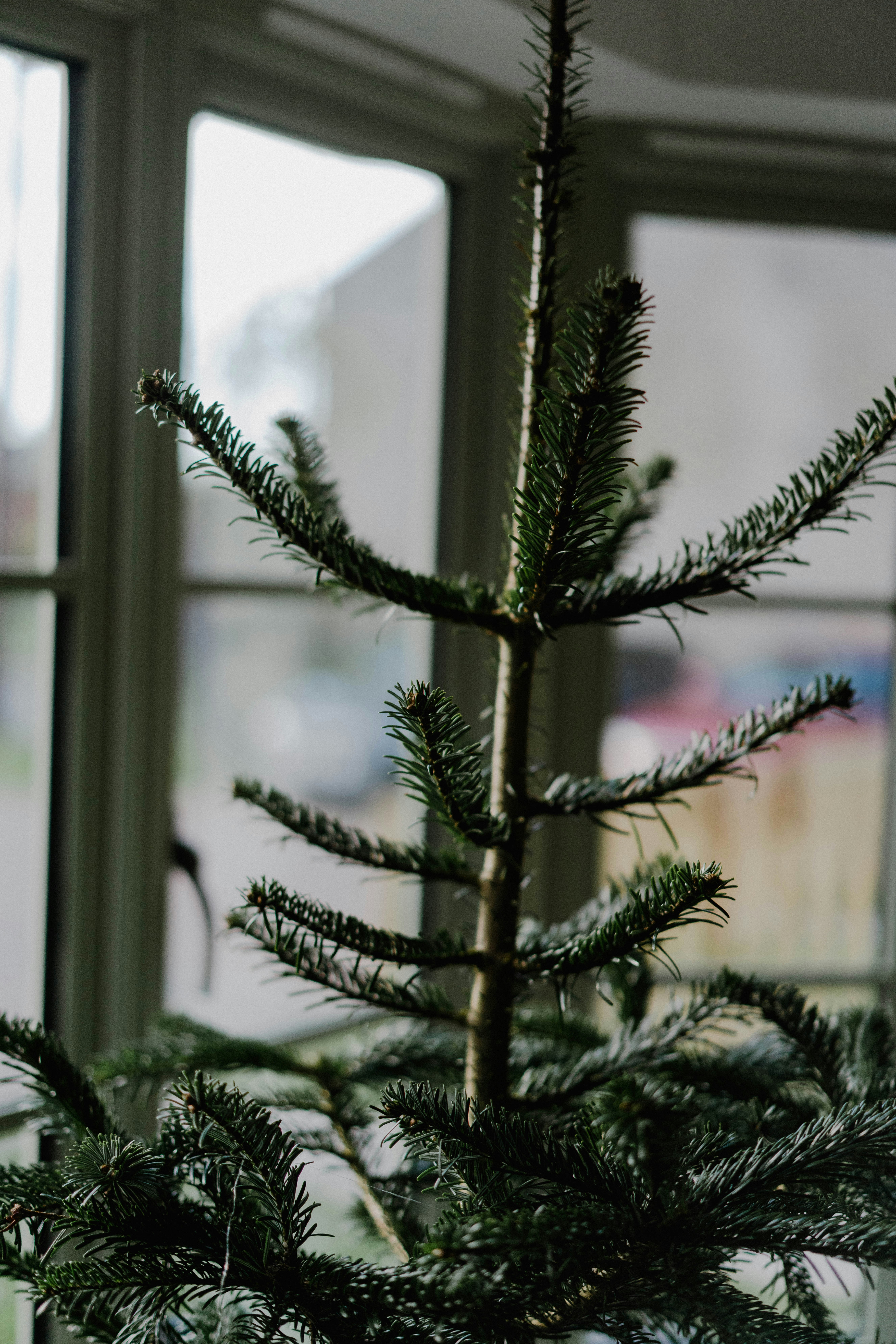A close up of a pine tree near a window photo – Free Tree Image on Unsplash