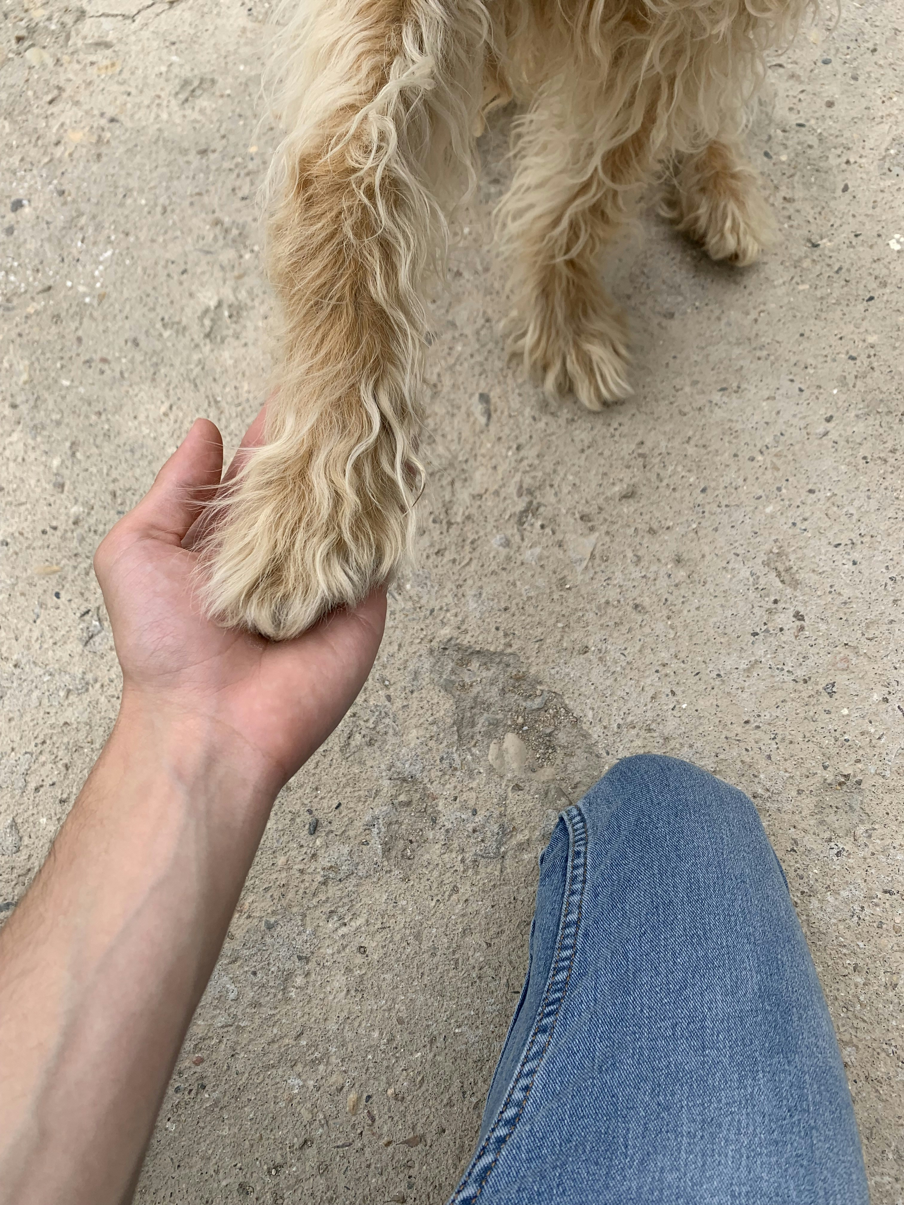 a person holding a dog's paw while sitting on the ground