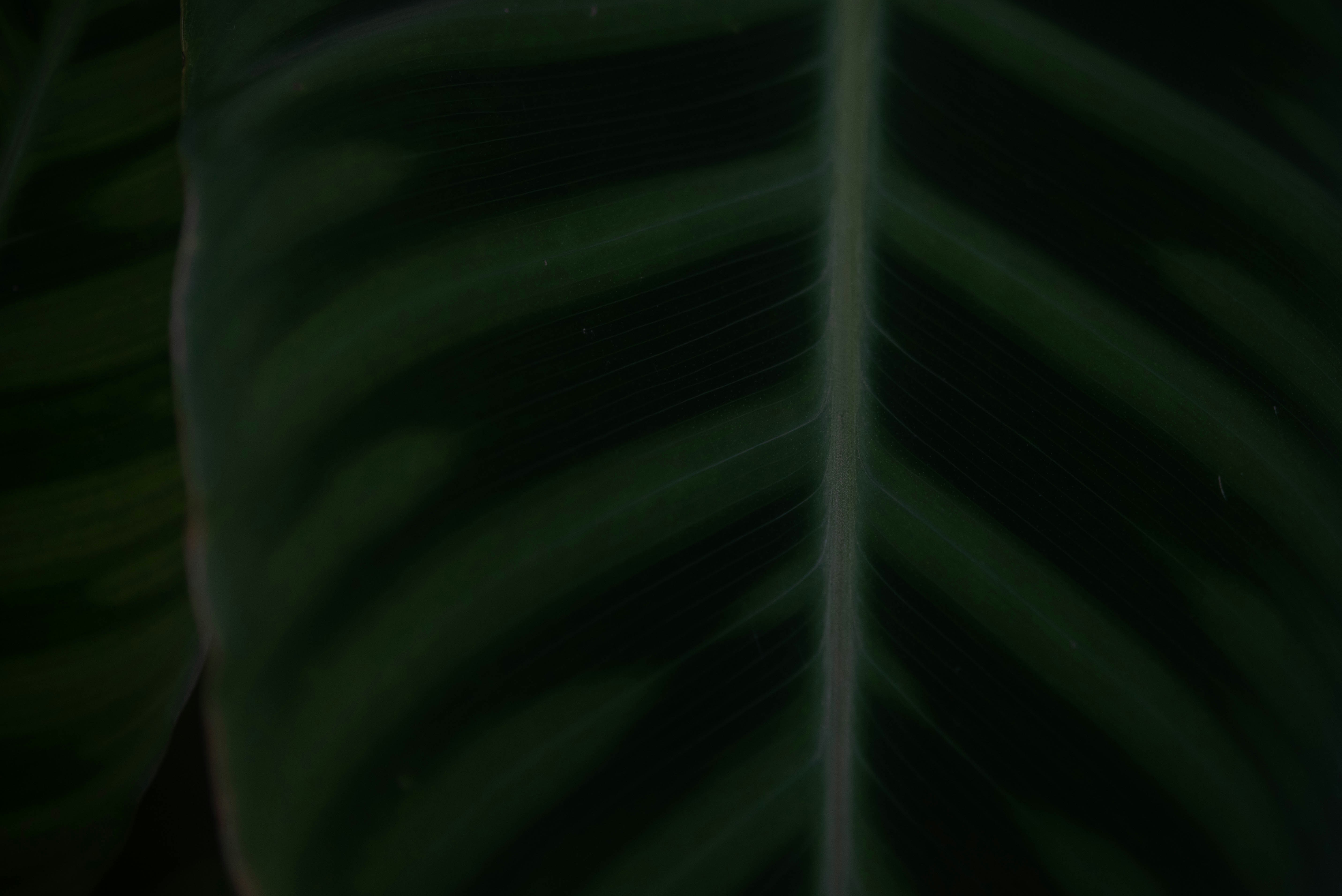 Close-up of a lush green leaf showcasing intricate vein patterns and textures.