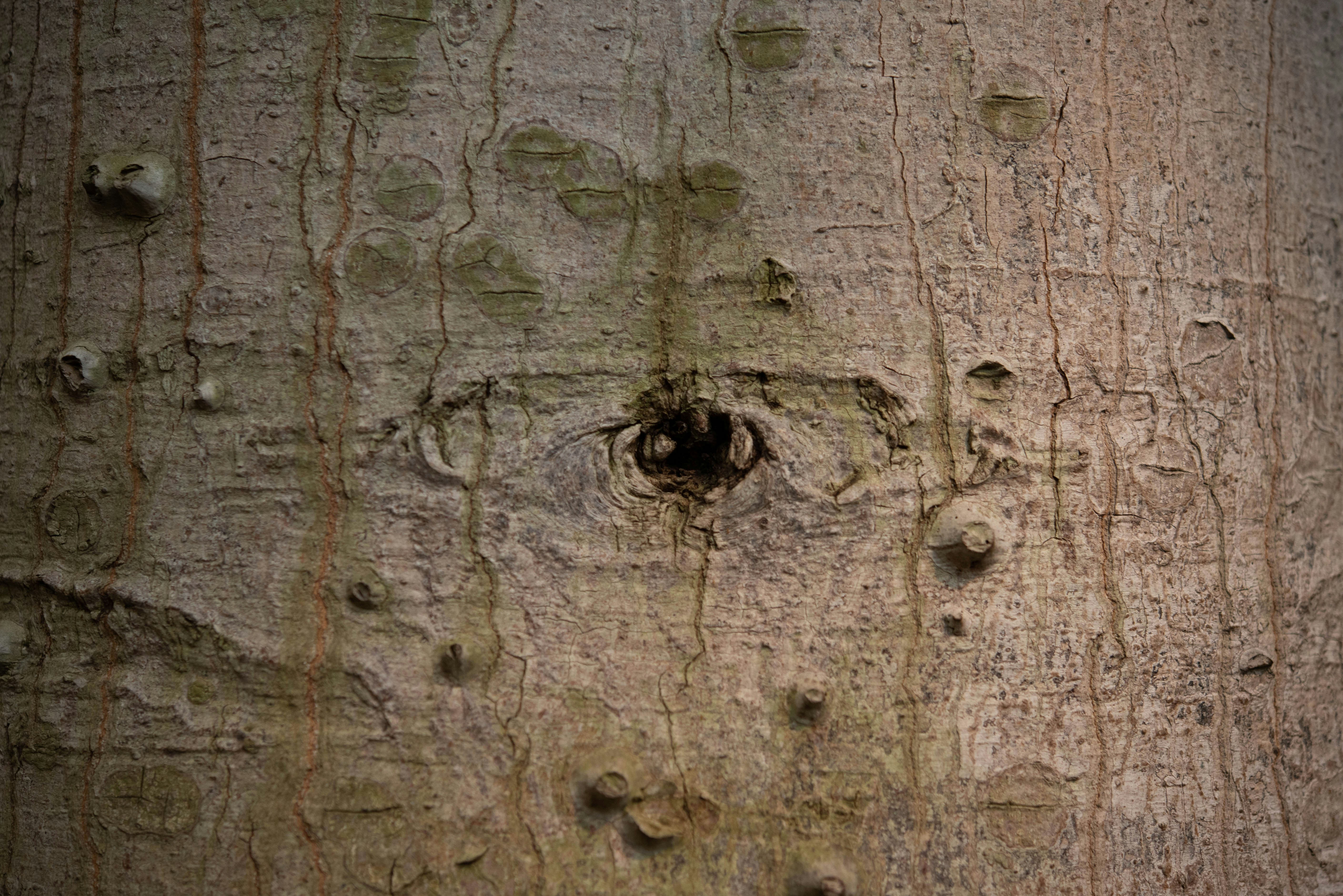 A close up of the bark of a tree photo – Free Animal Image on Unsplash