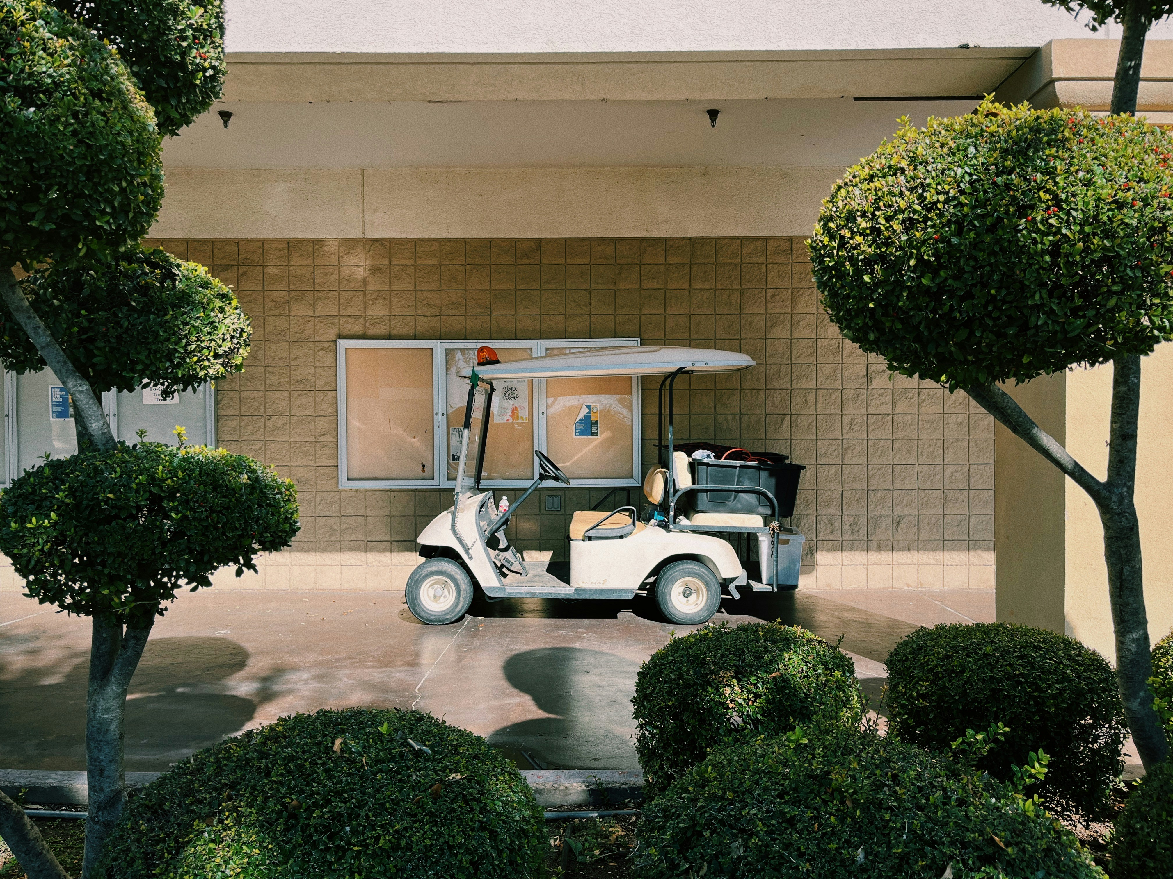 Golf Cart Resting Beneath a Pruned Canopy