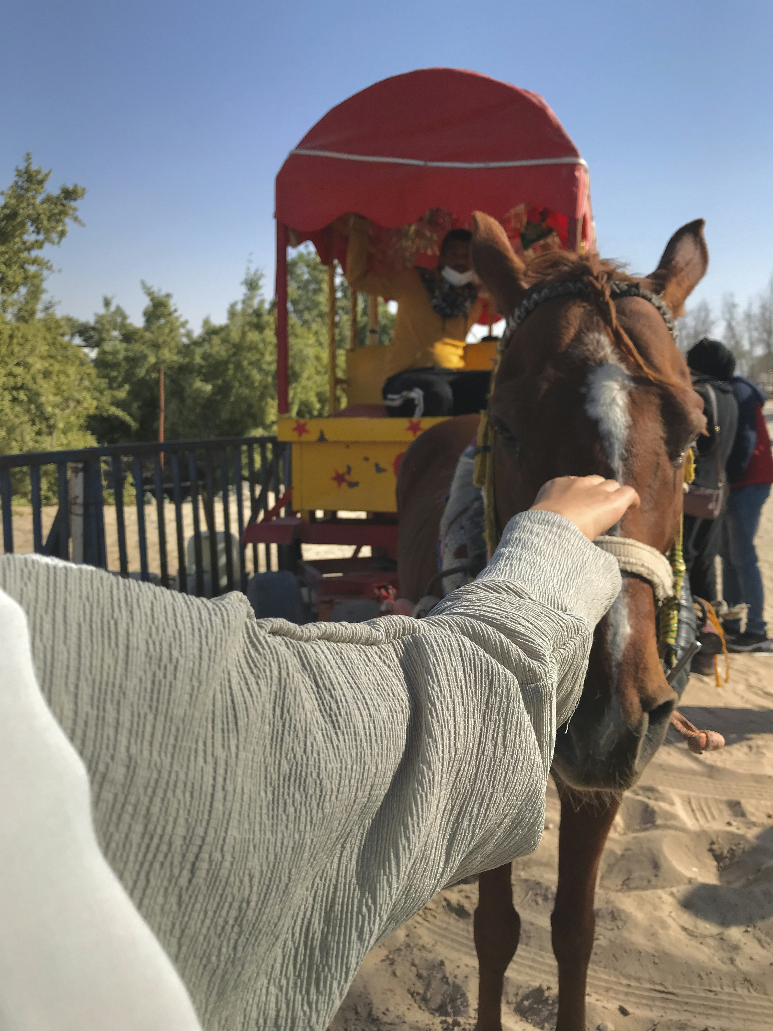 Quiet Gesture at a Sunlit Horse: A Hand Reaches Toward the Muzzle