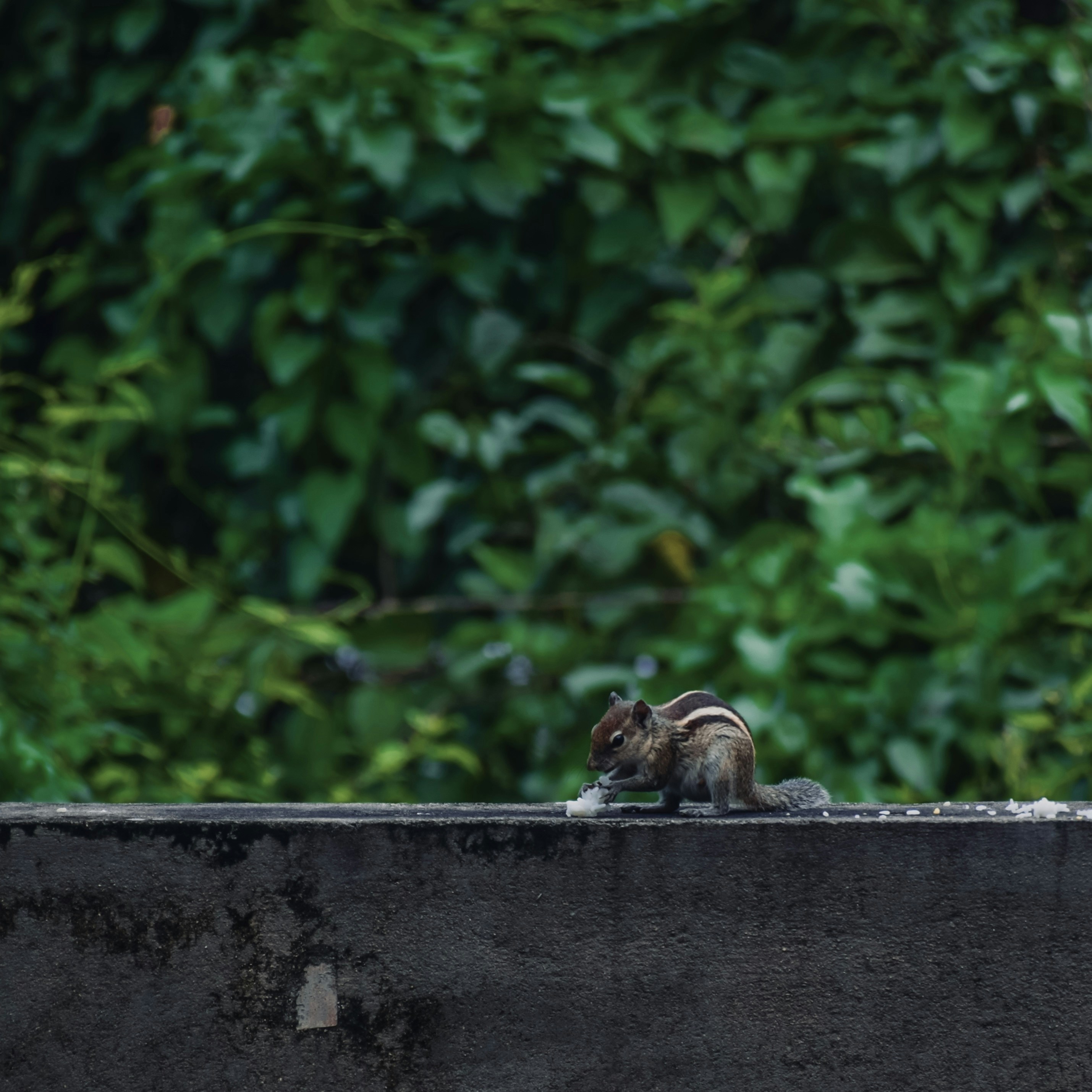 A squirrel perched on a ledge, nibbling on food against a backdrop of lush green foliage.