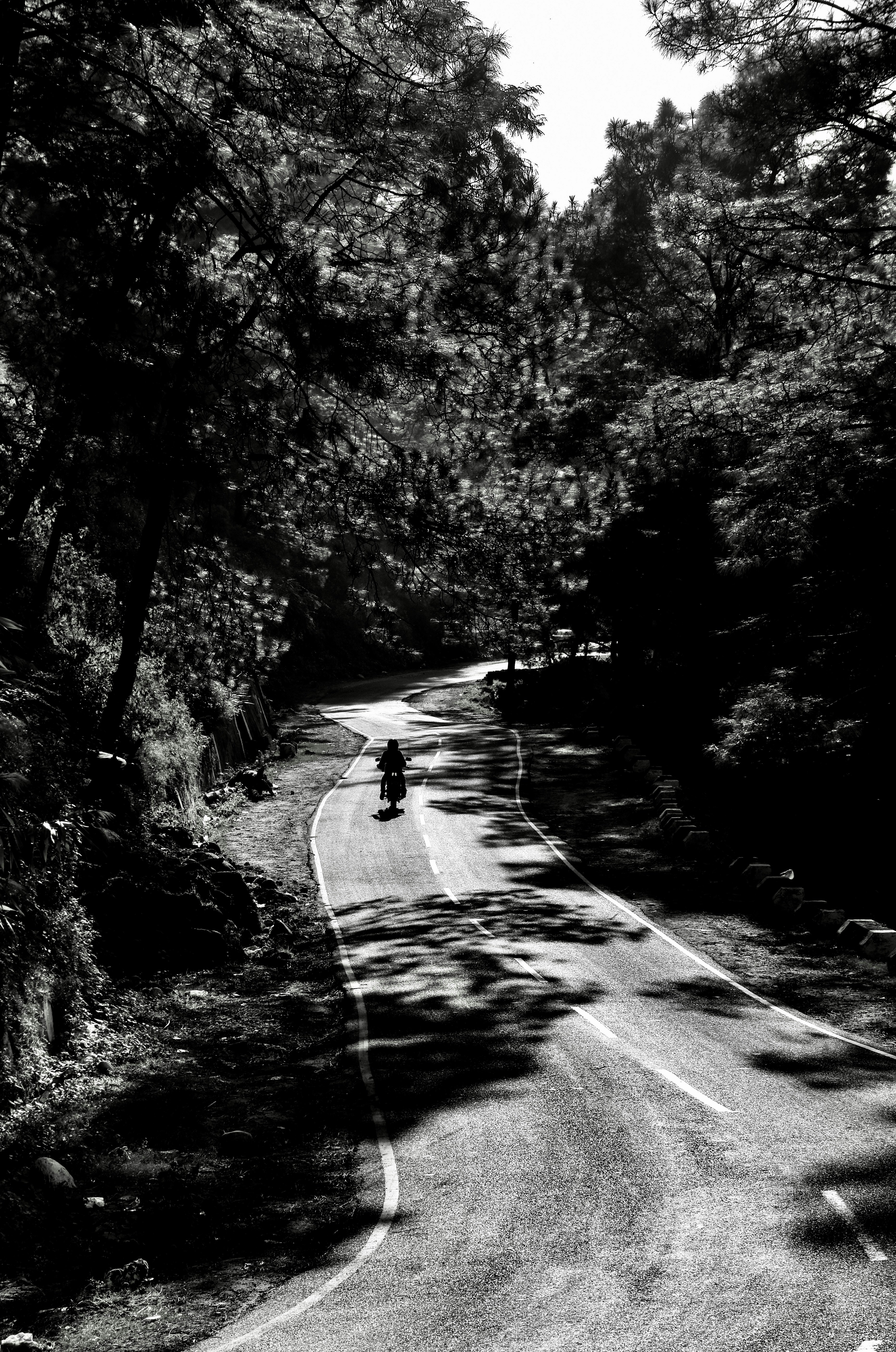 A solitary motorcyclist navigates a serpentine road, dappled in shadows cast by towering trees. The monochrome palette enhances the sense of adventure.