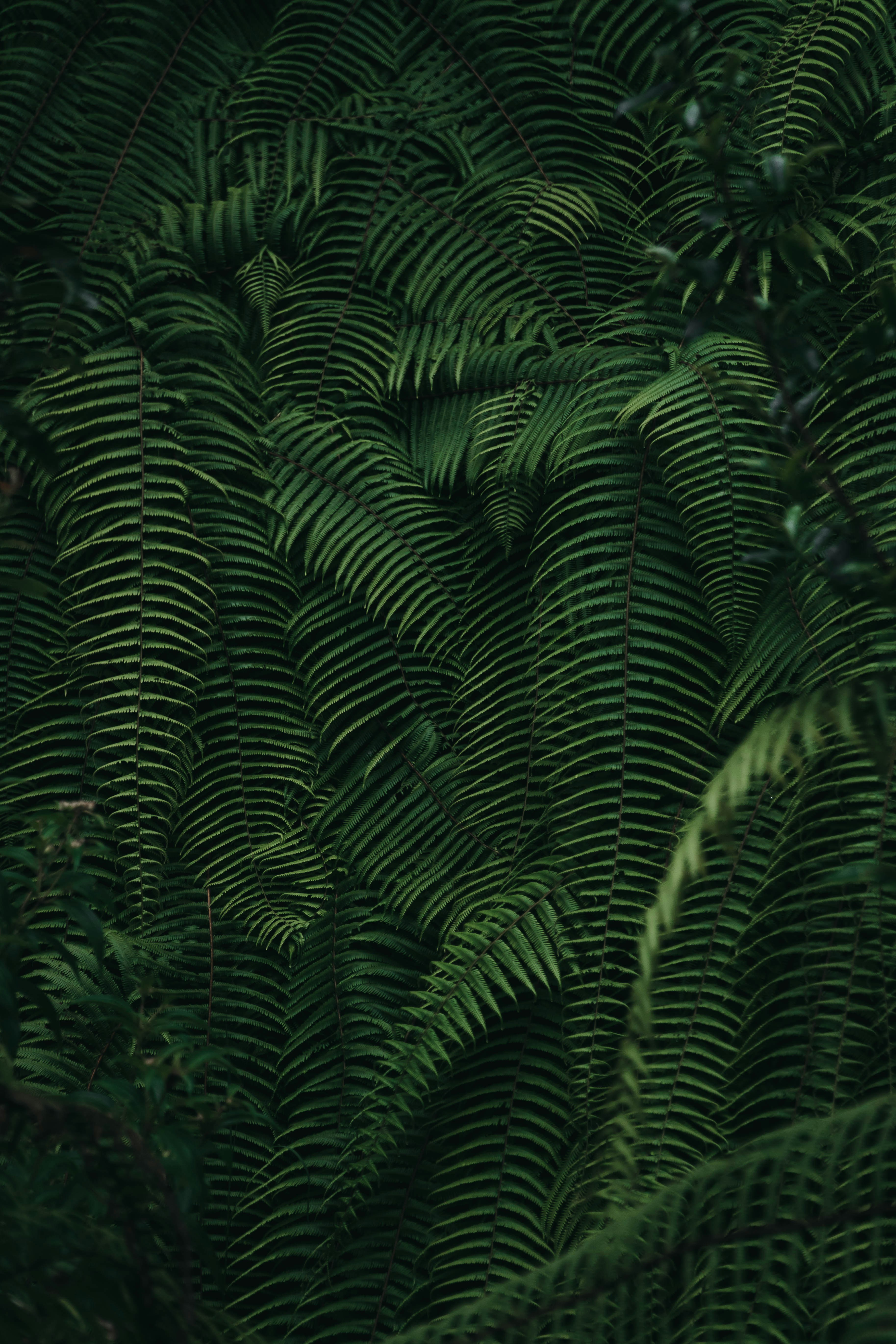 a close up of a green plant with lots of leaves