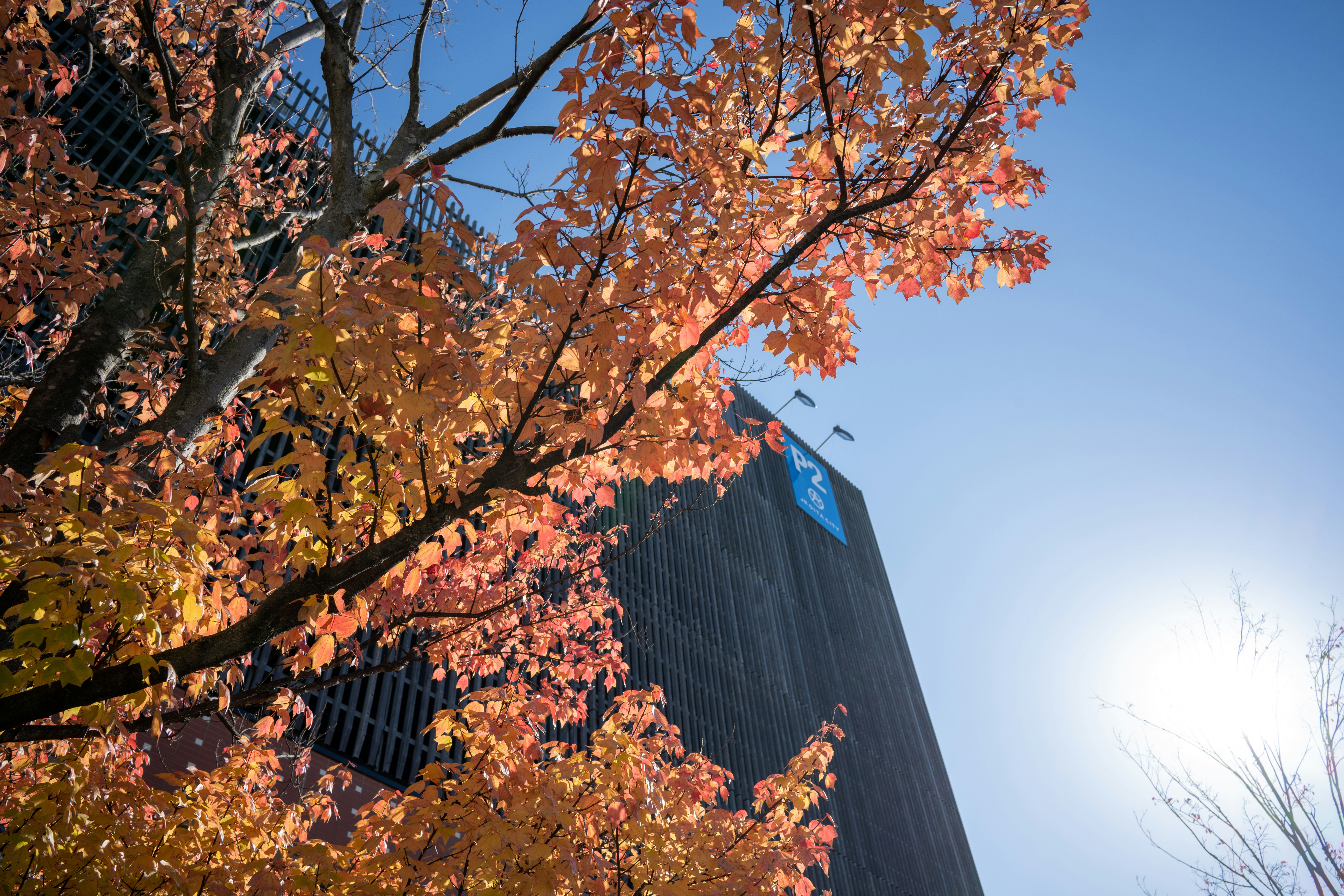Autumn Crest over a Modern Facade