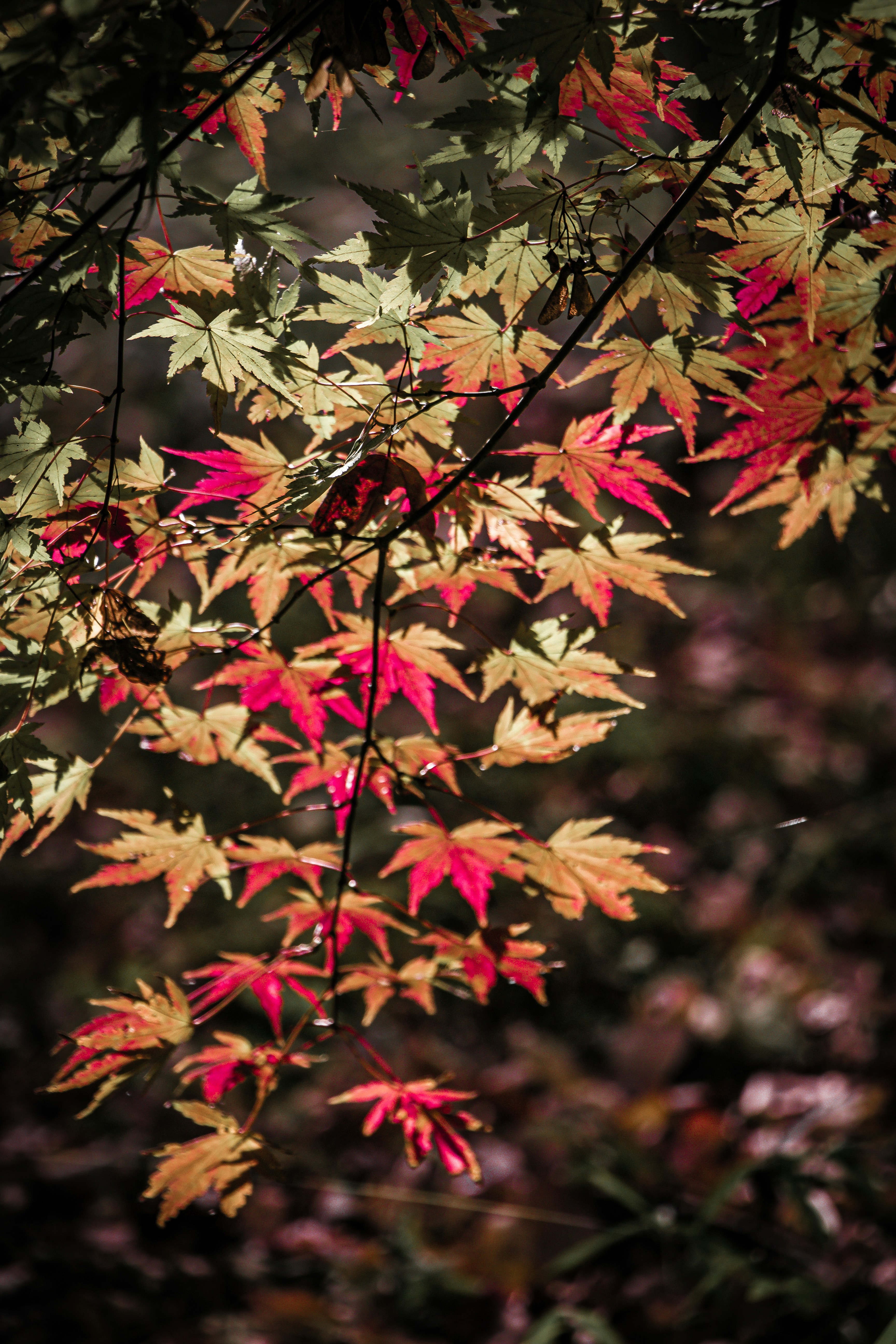 A bunch of leaves that are on a tree photo – Free 日本 Image on Unsplash