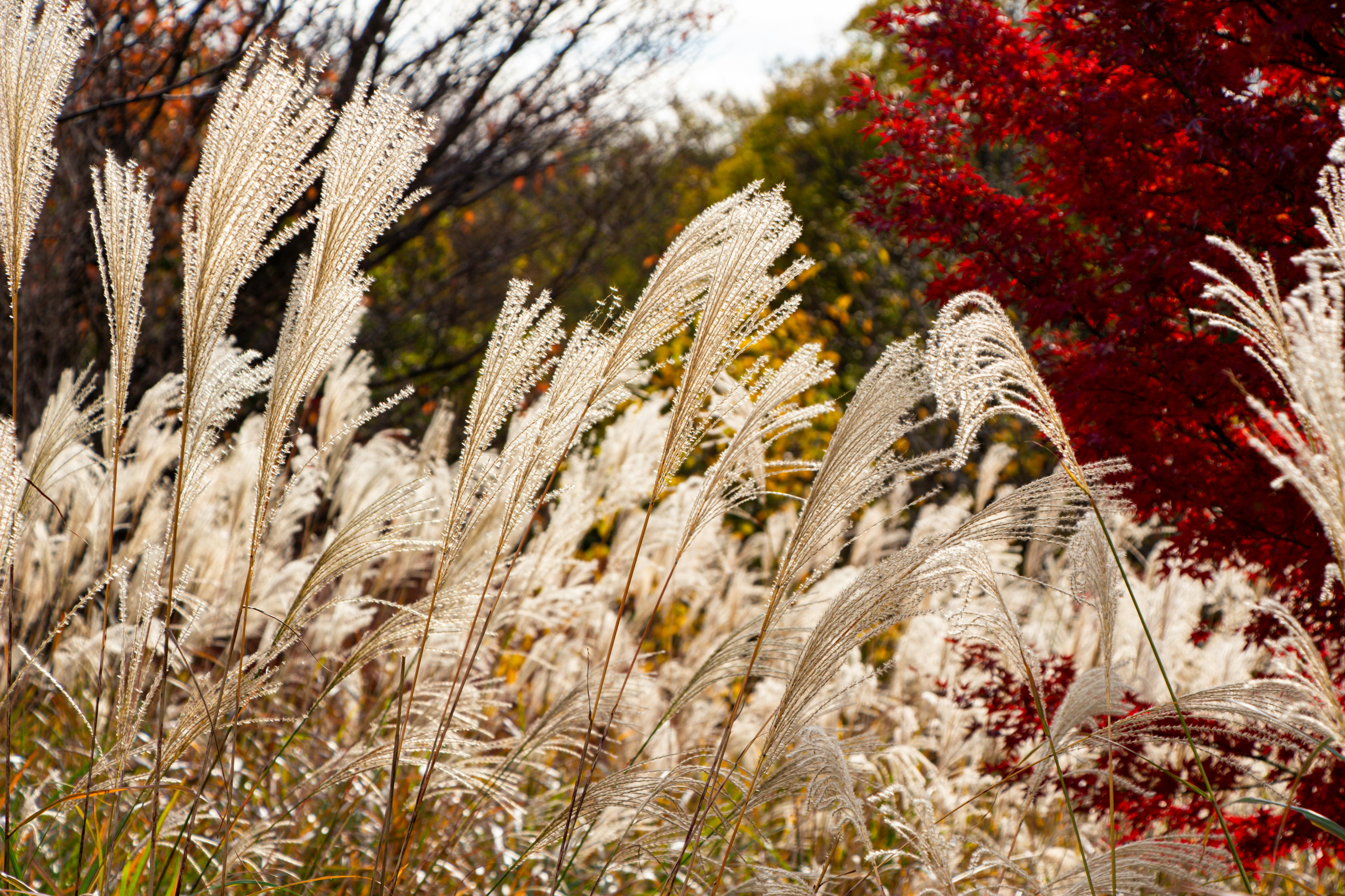 Tall silver grasses sway gently in the breeze, framed by vibrant red foliage, capturing the essence of autumn's transition.