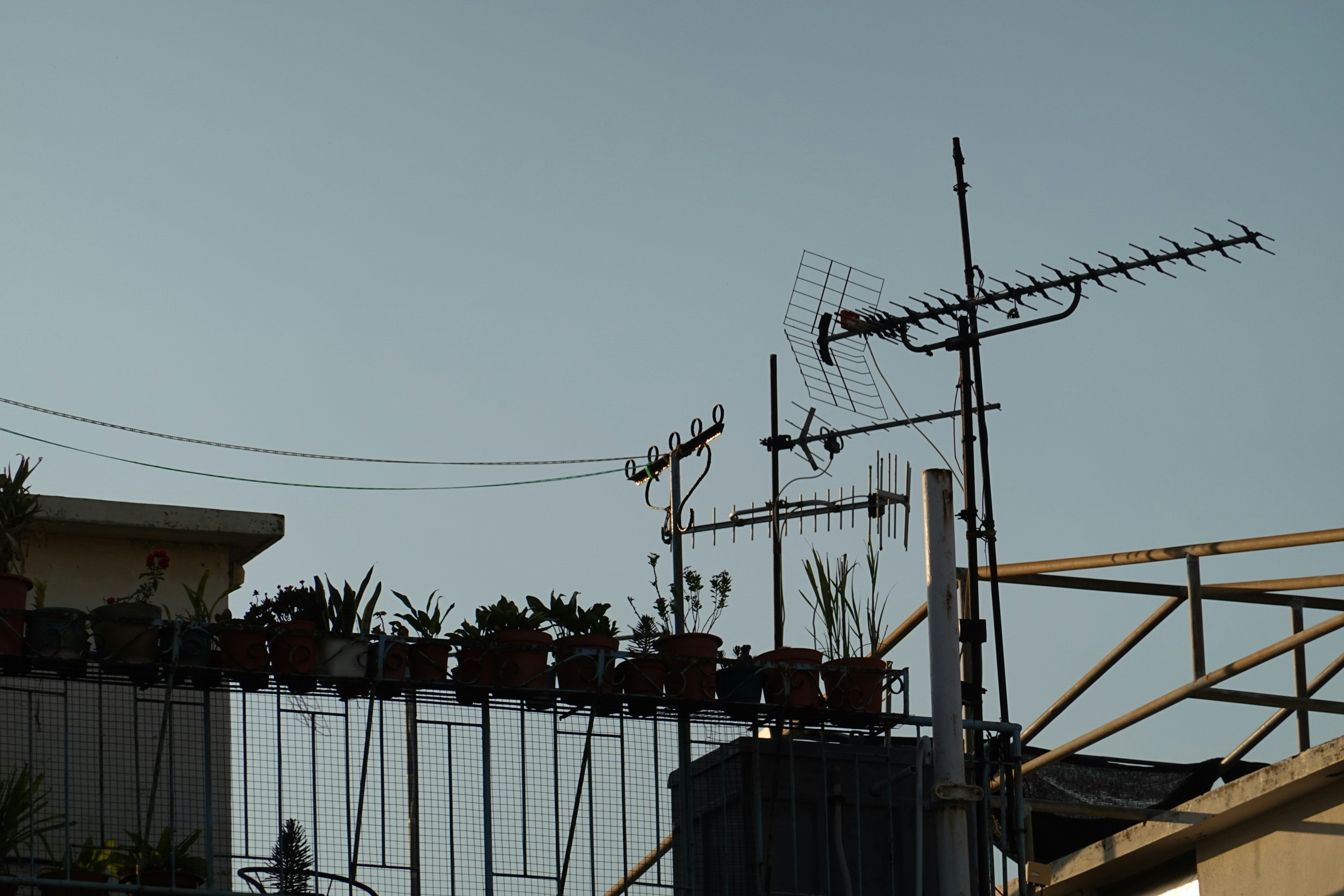 Potted Edge: A Row of Rooftop Plants Framed by Wires and Antennas