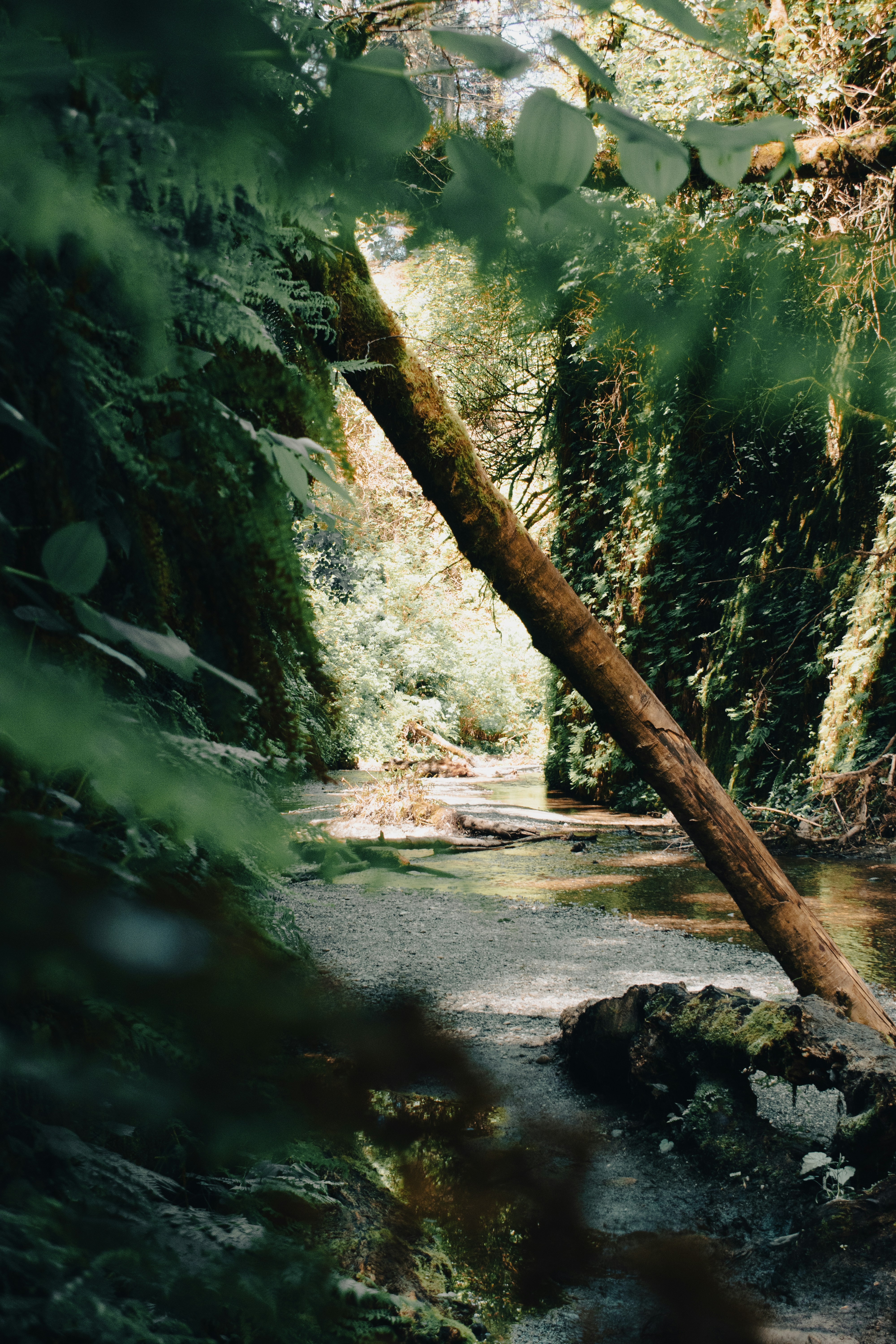 A serene forest scene featuring a winding stream surrounded by lush greenery and a fallen tree. The play of light through the leaves adds depth to the tranquil atmosphere.