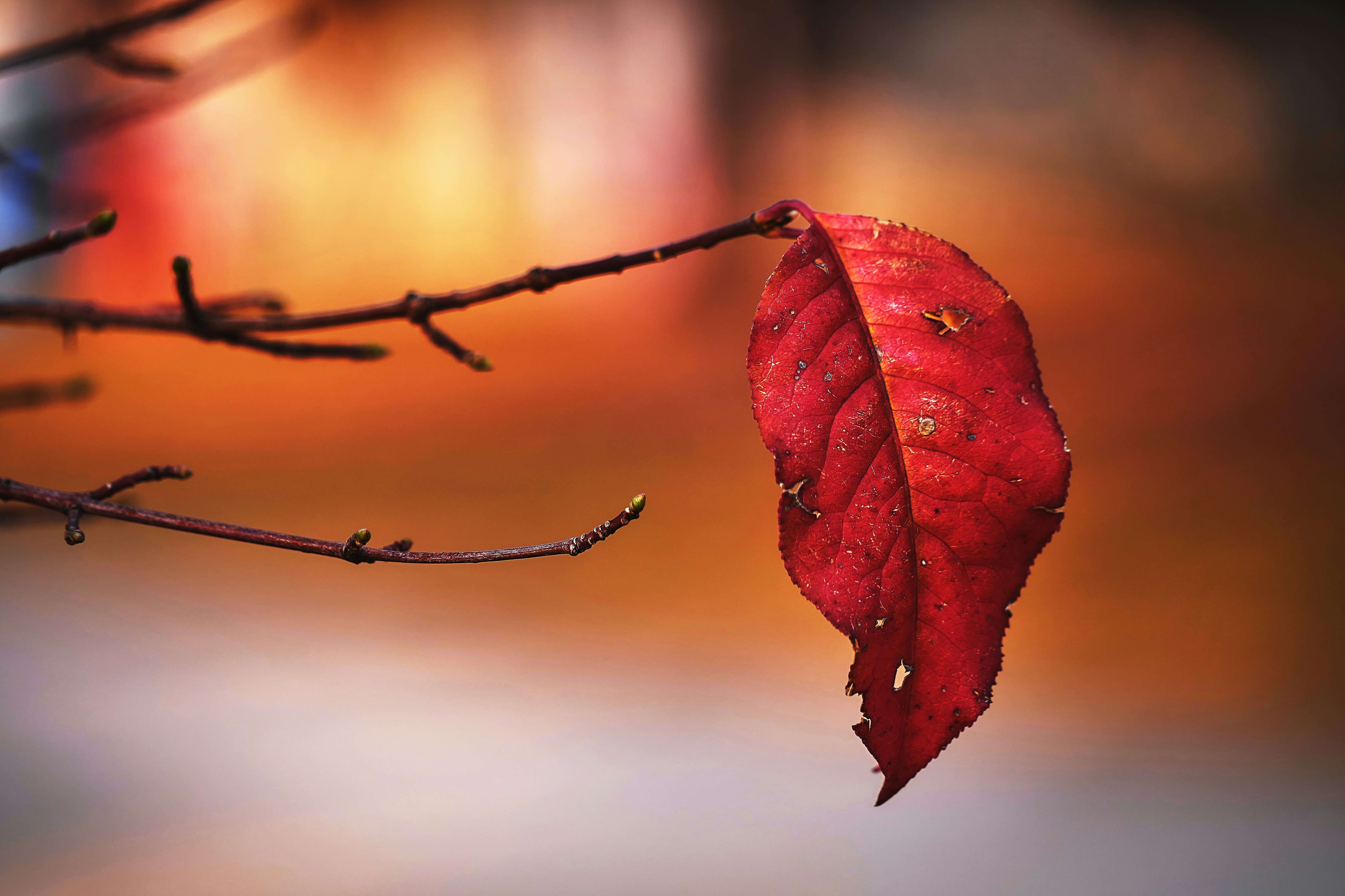A red leaf on a branch with water droplets on it photo – Free Autumn ...