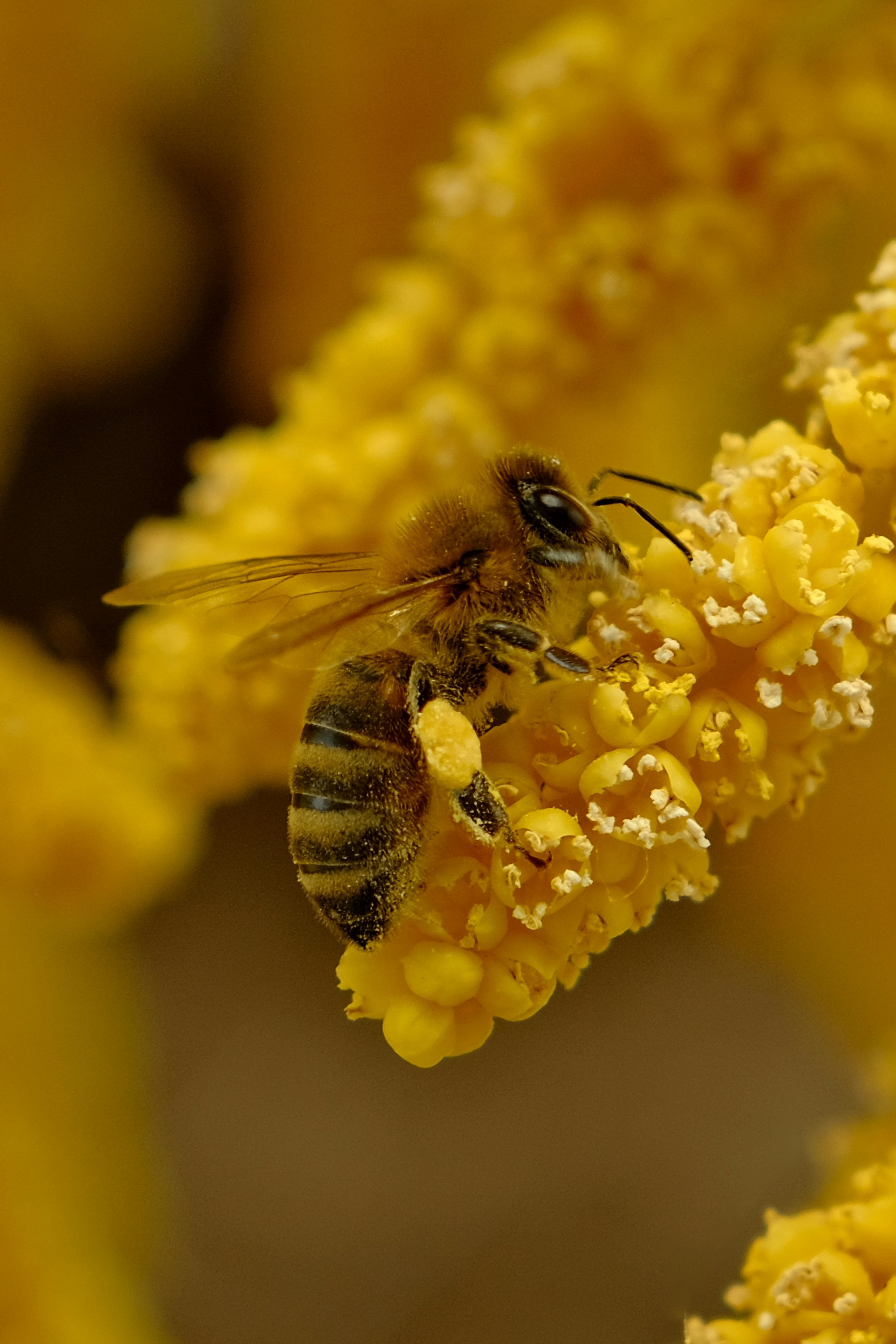 a close up of a bee on a flower