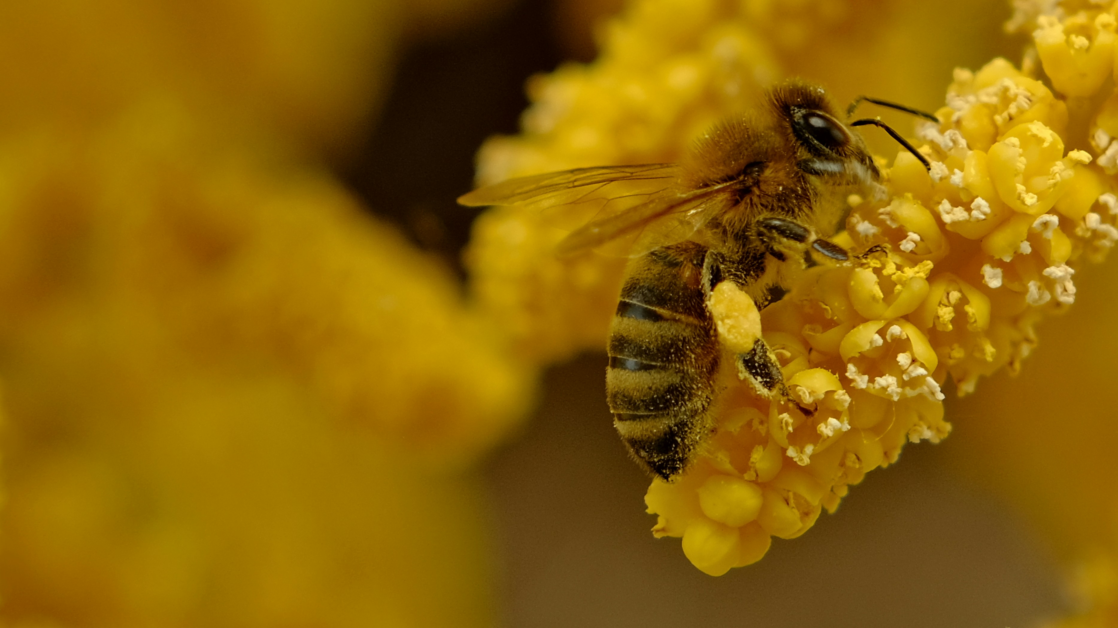 a close up of a bee on a yellow flower