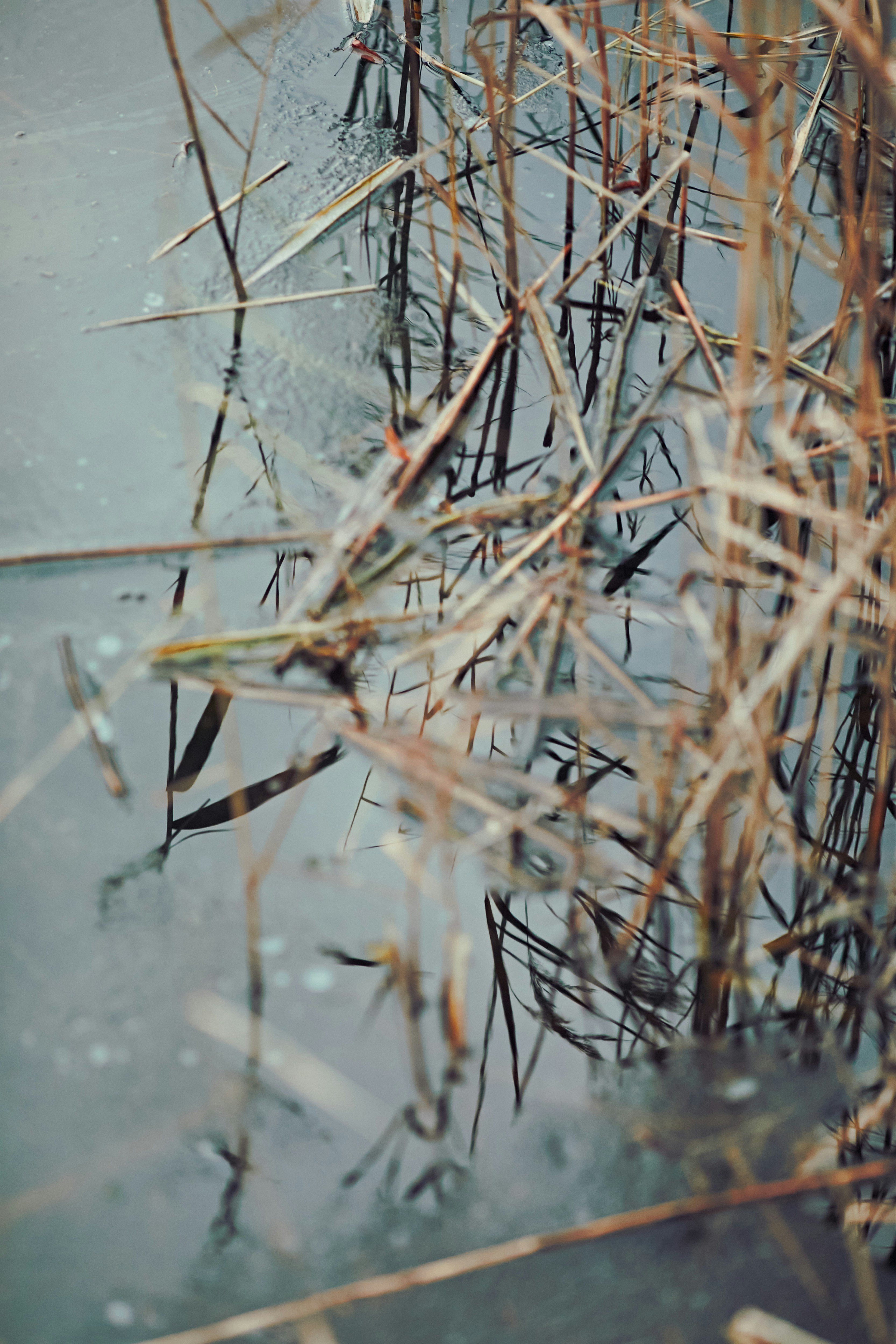 A bunch of reeds floating on top of a body of water photo – Free ...