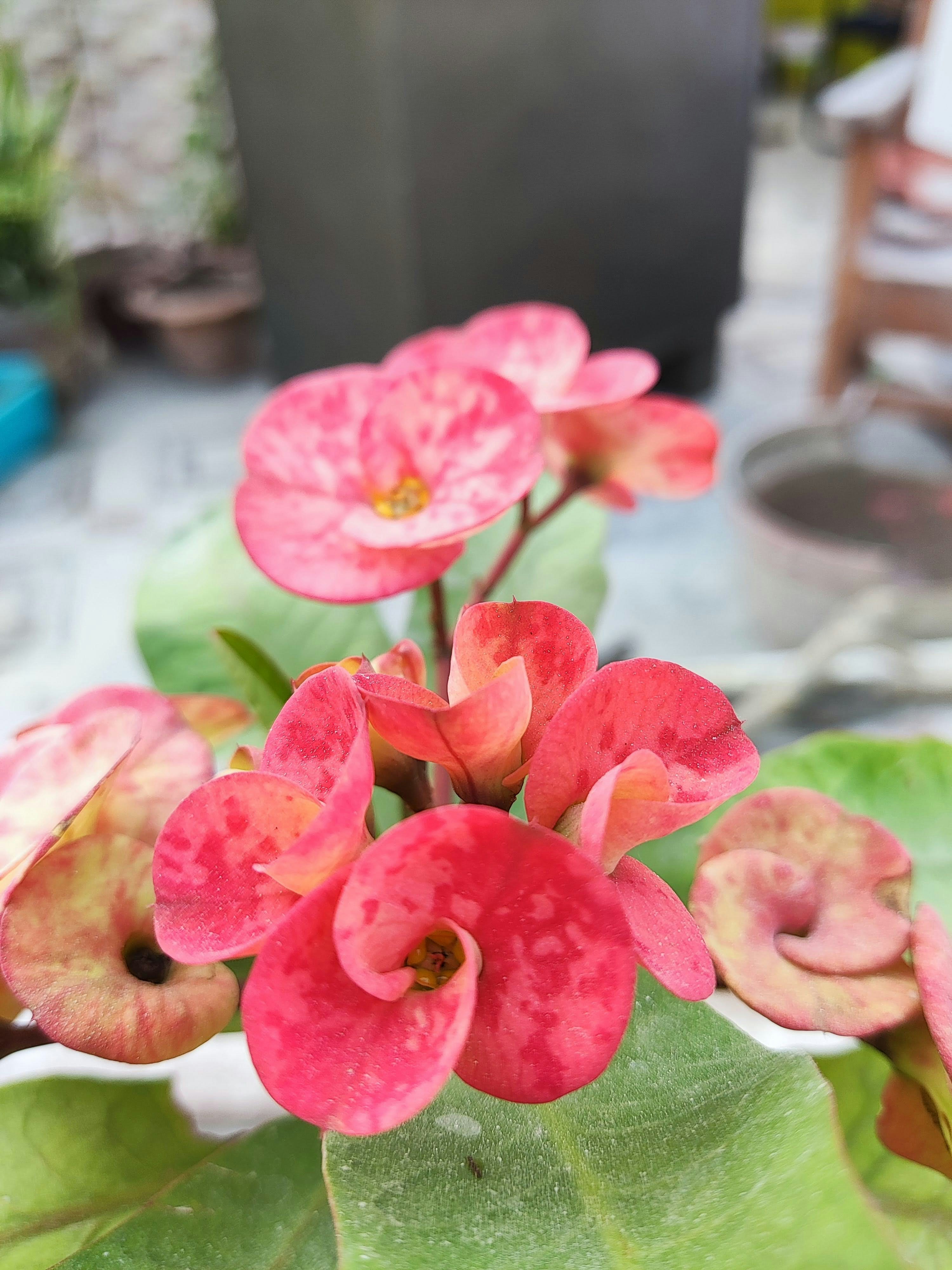 Close-up of coral pink begonia blossoms with a softly blurred background in a garden setting.