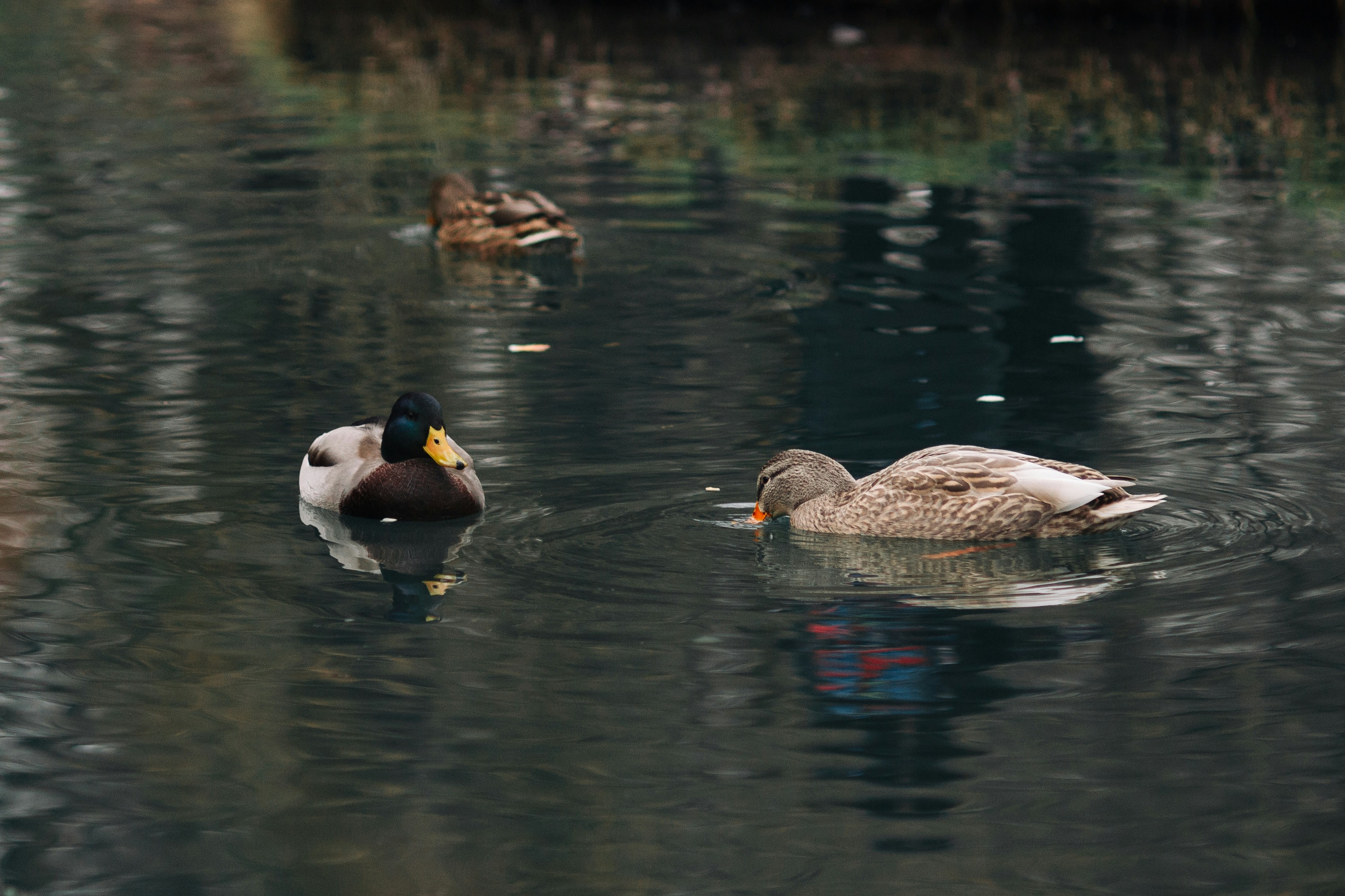 A couple of ducks floating on top of a lake photo – Free Ukraine Image ...