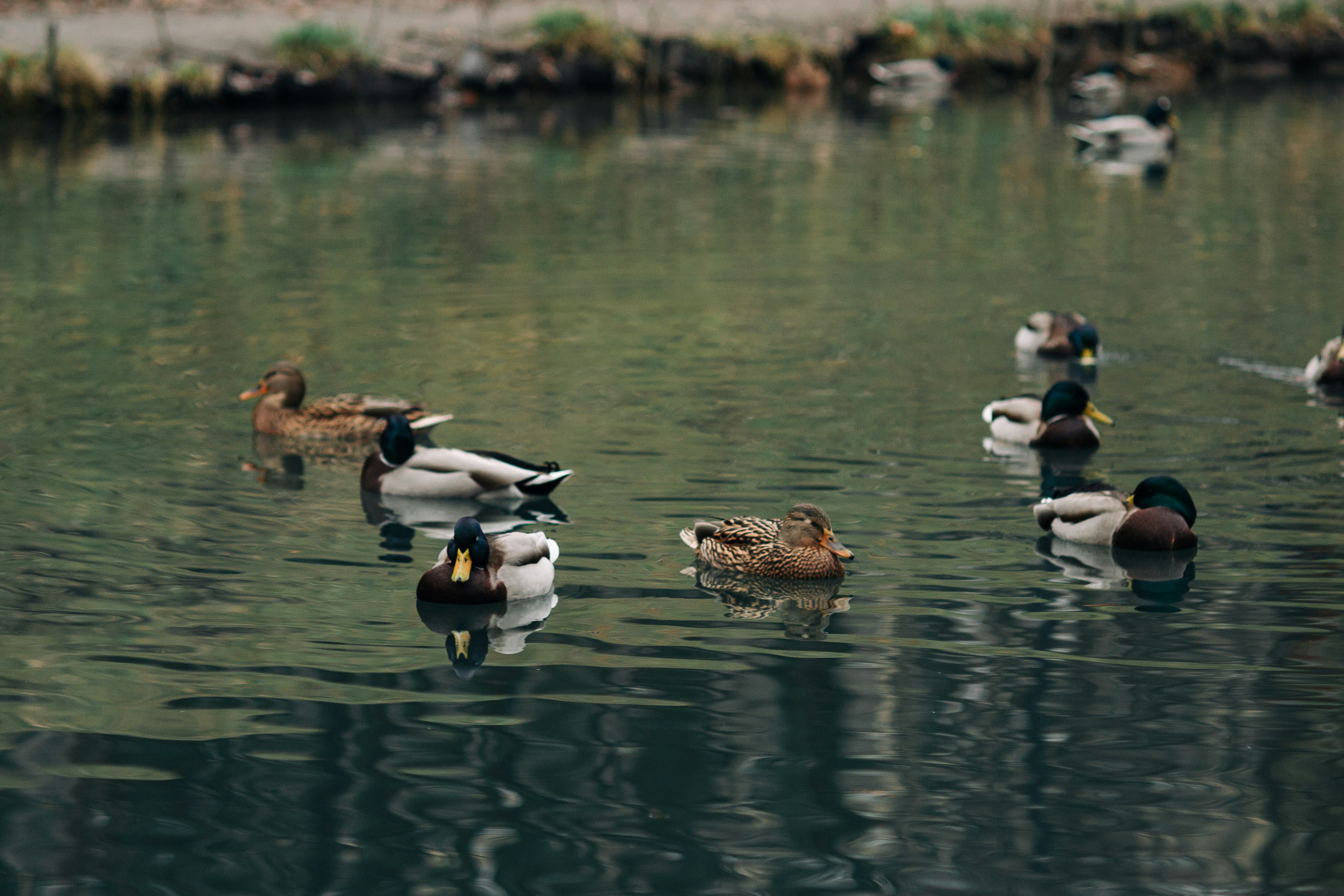 A group of ducks floating on top of a lake photo – Free Ukraine Image ...
