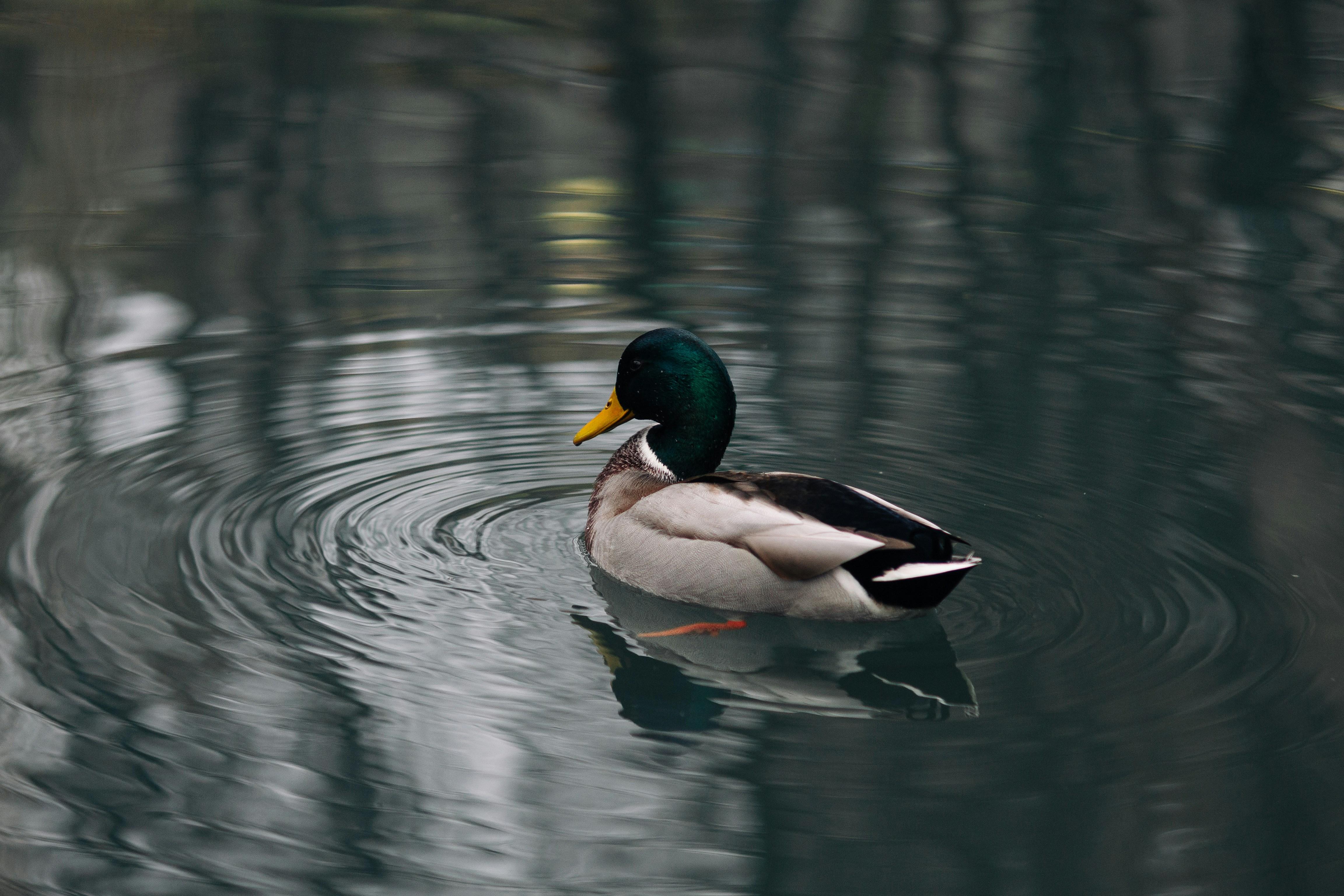 A duck floating on top of a body of water photo – Free Ukraine Image on ...