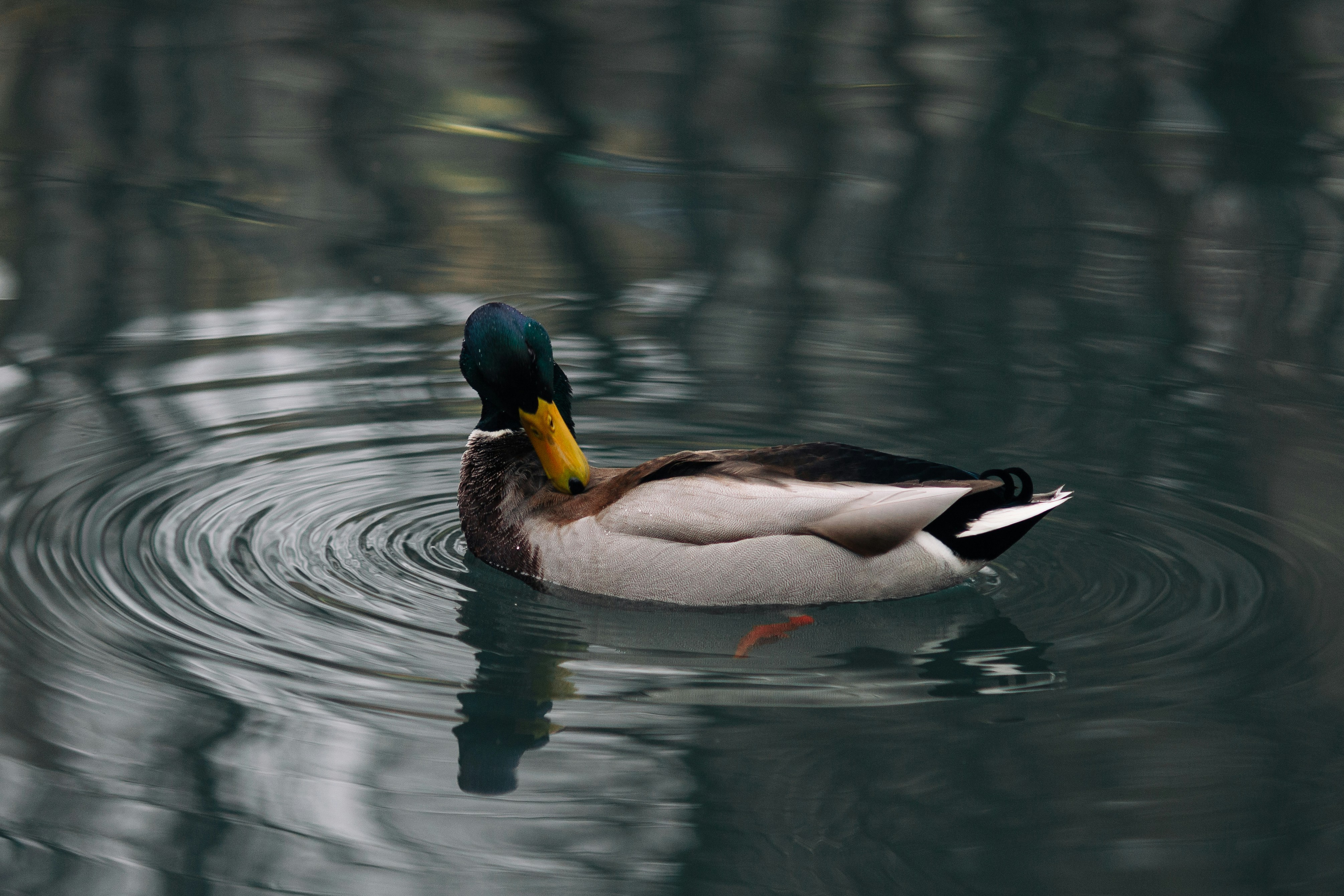 Un'anatra che galleggia sopra uno specchio d'acqua foto – Immagine ...