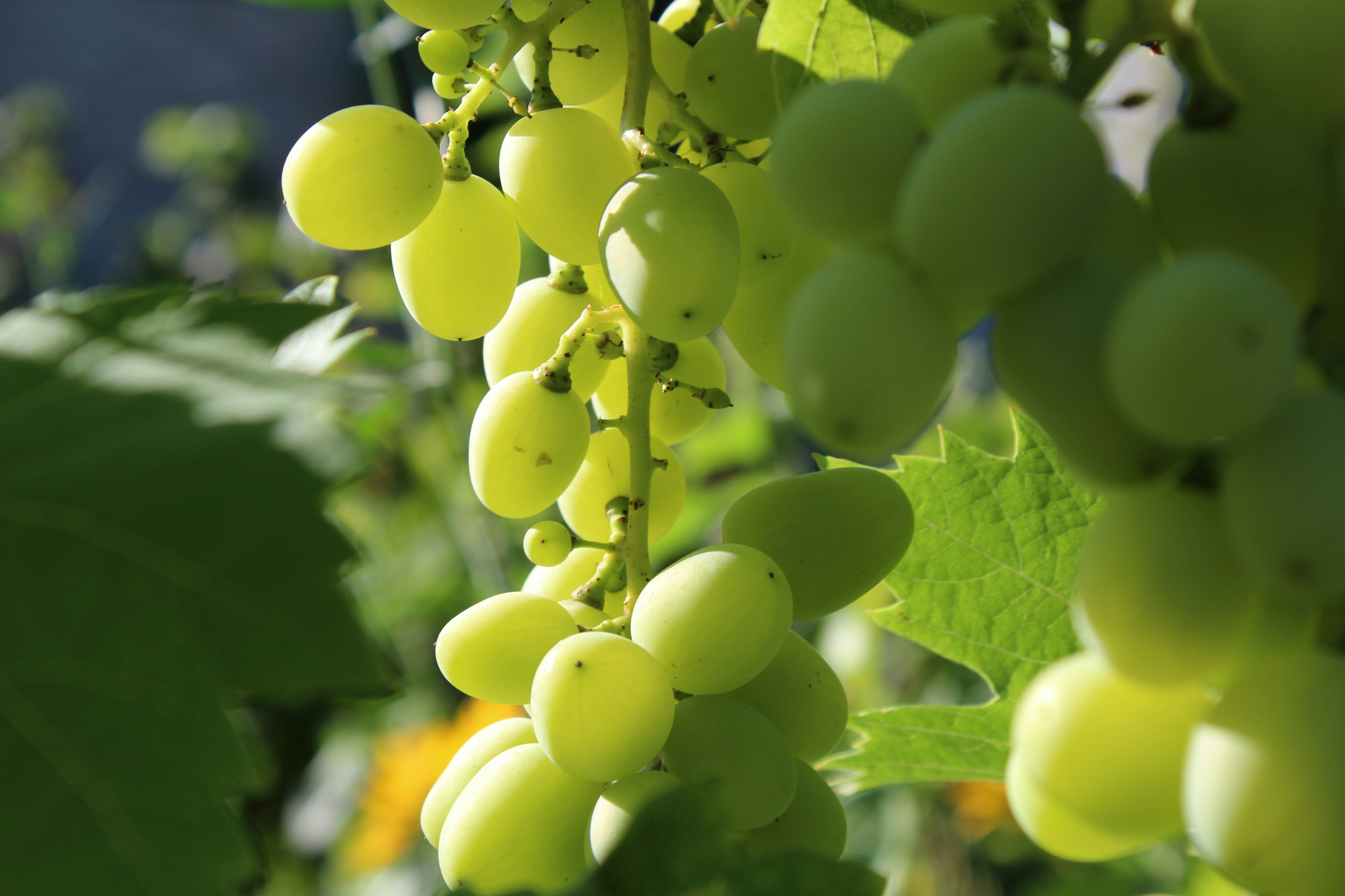 Lush green grape clusters hanging from a vine, surrounded by vibrant foliage. The sunlight enhances their fresh appearance.