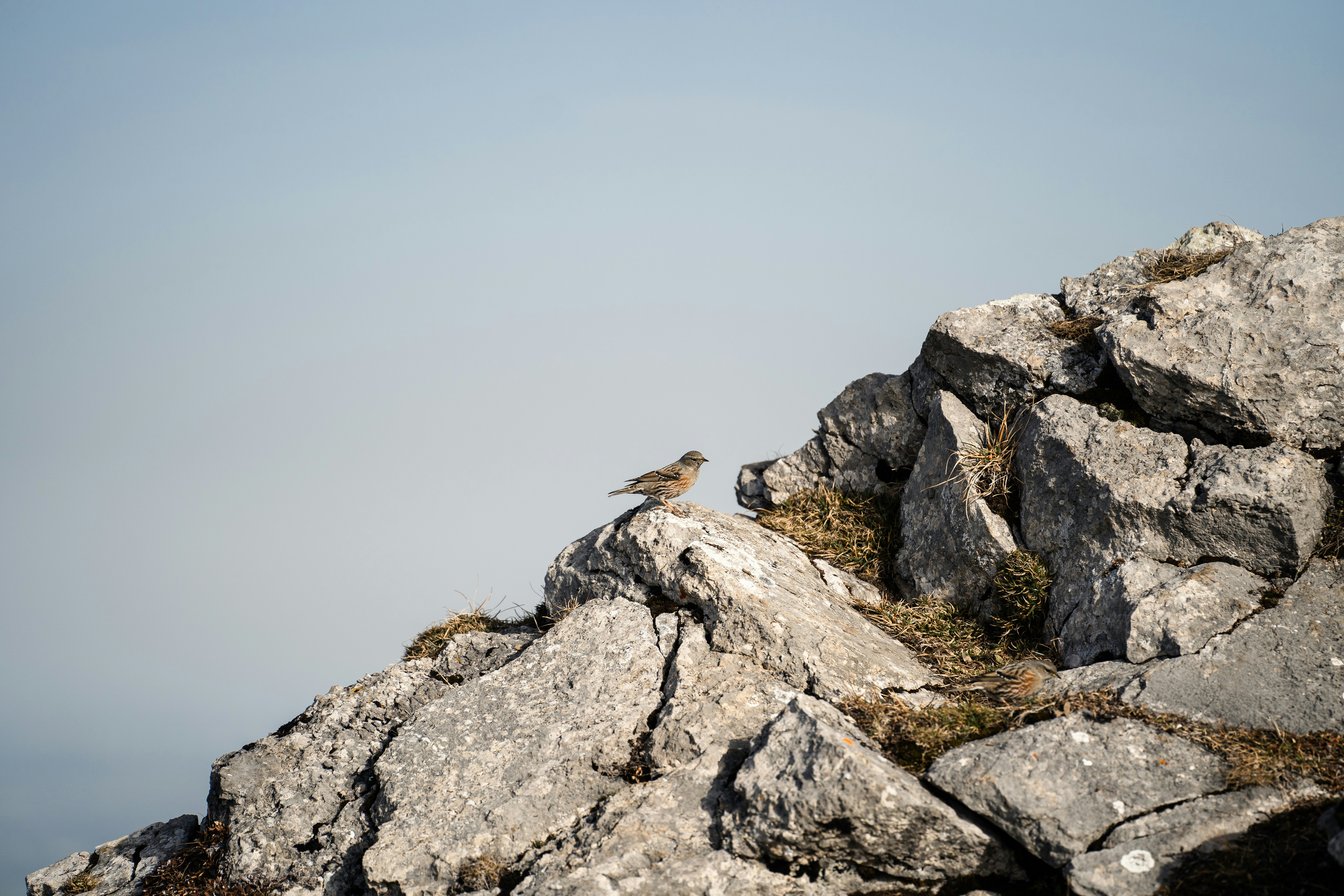 Un oiseau perché au sommet d’un rocher photo – Photo Grünten Gratuite ...