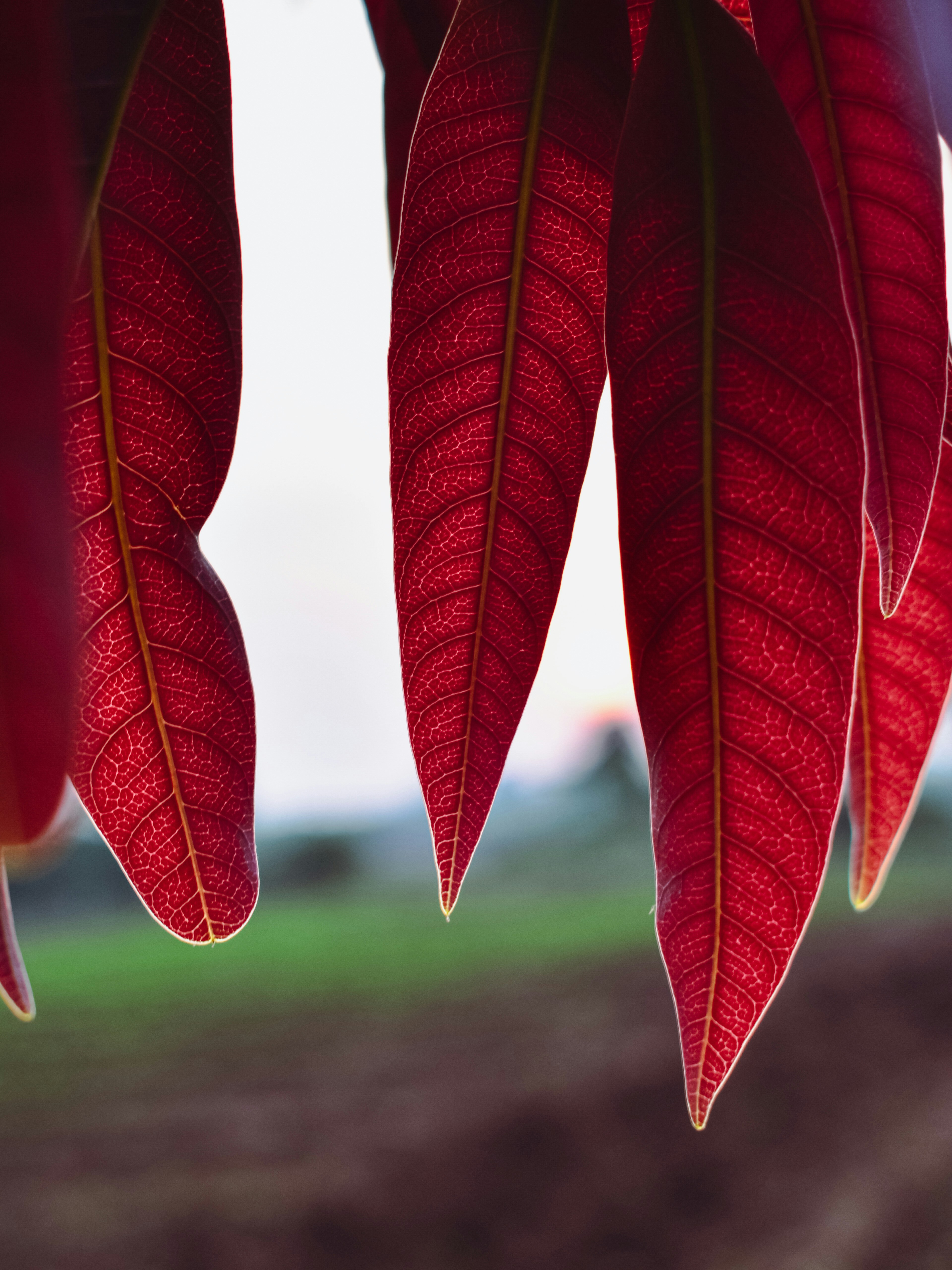 Crimson Veins: Macro Portrait of Red Leaves