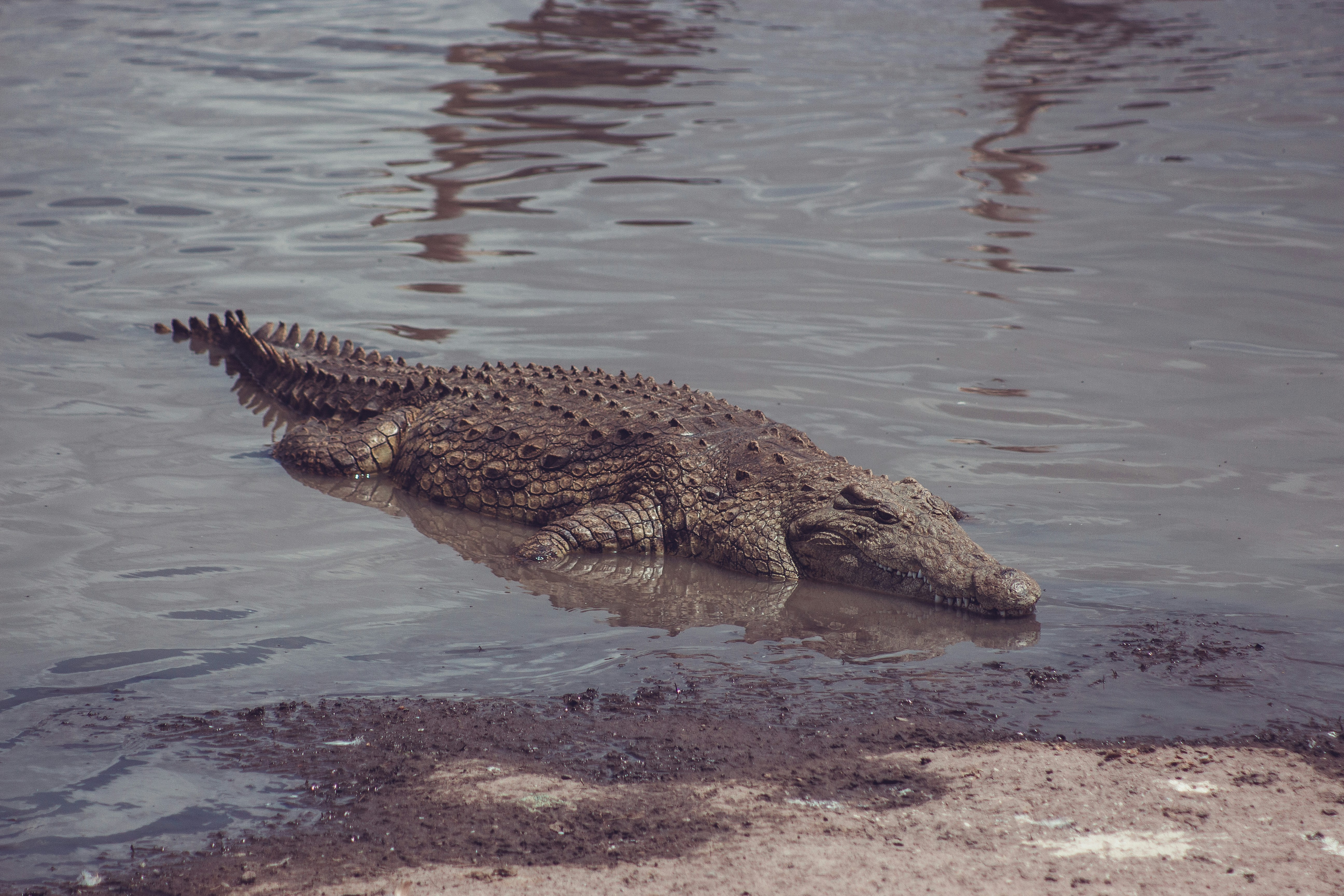 A crocodile resting partially submerged in calm waters, showcasing its textured skin and powerful form.