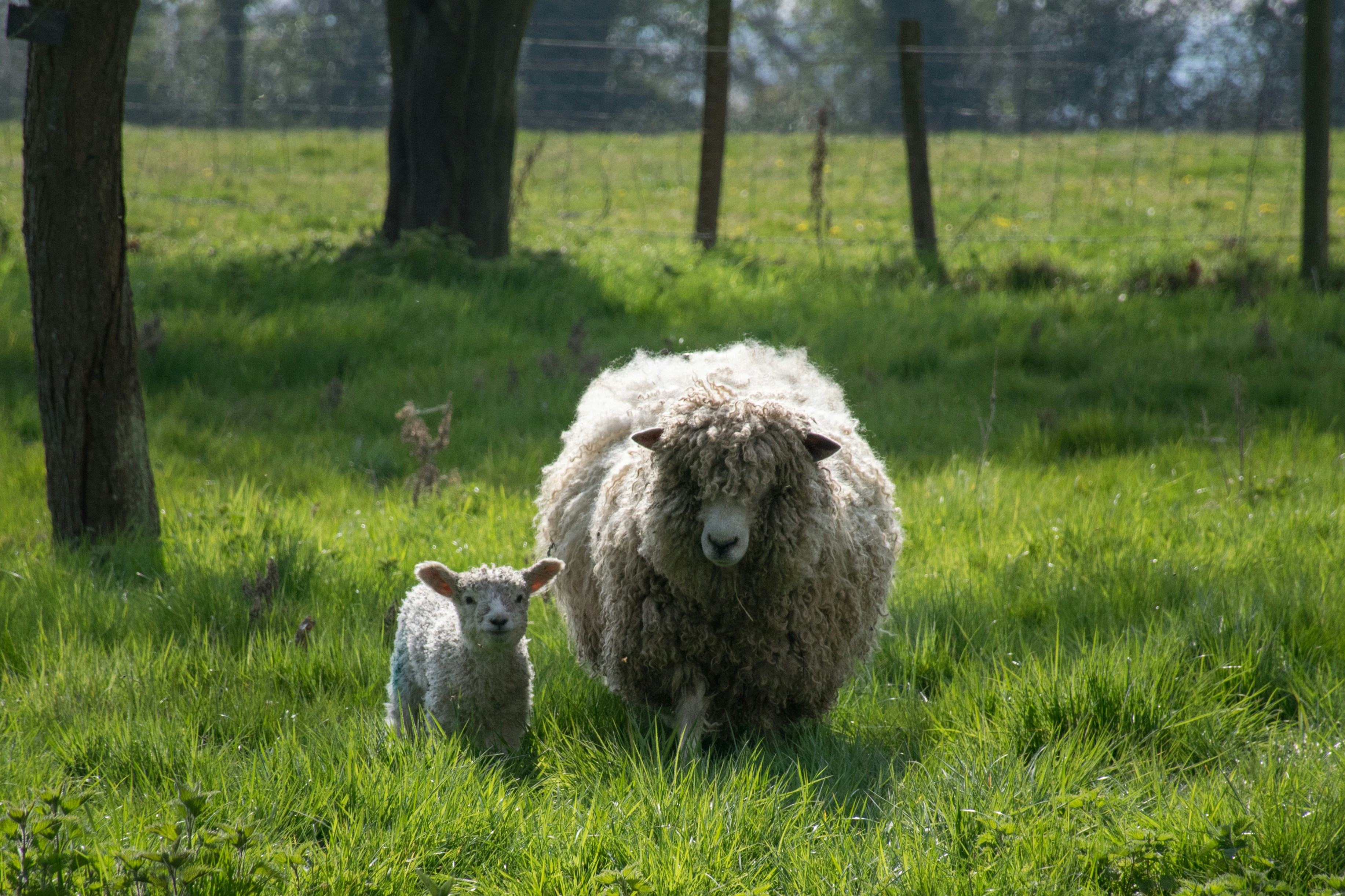 A sheep and a baby sheep in a grassy field photo – Free Sheep Image on ...