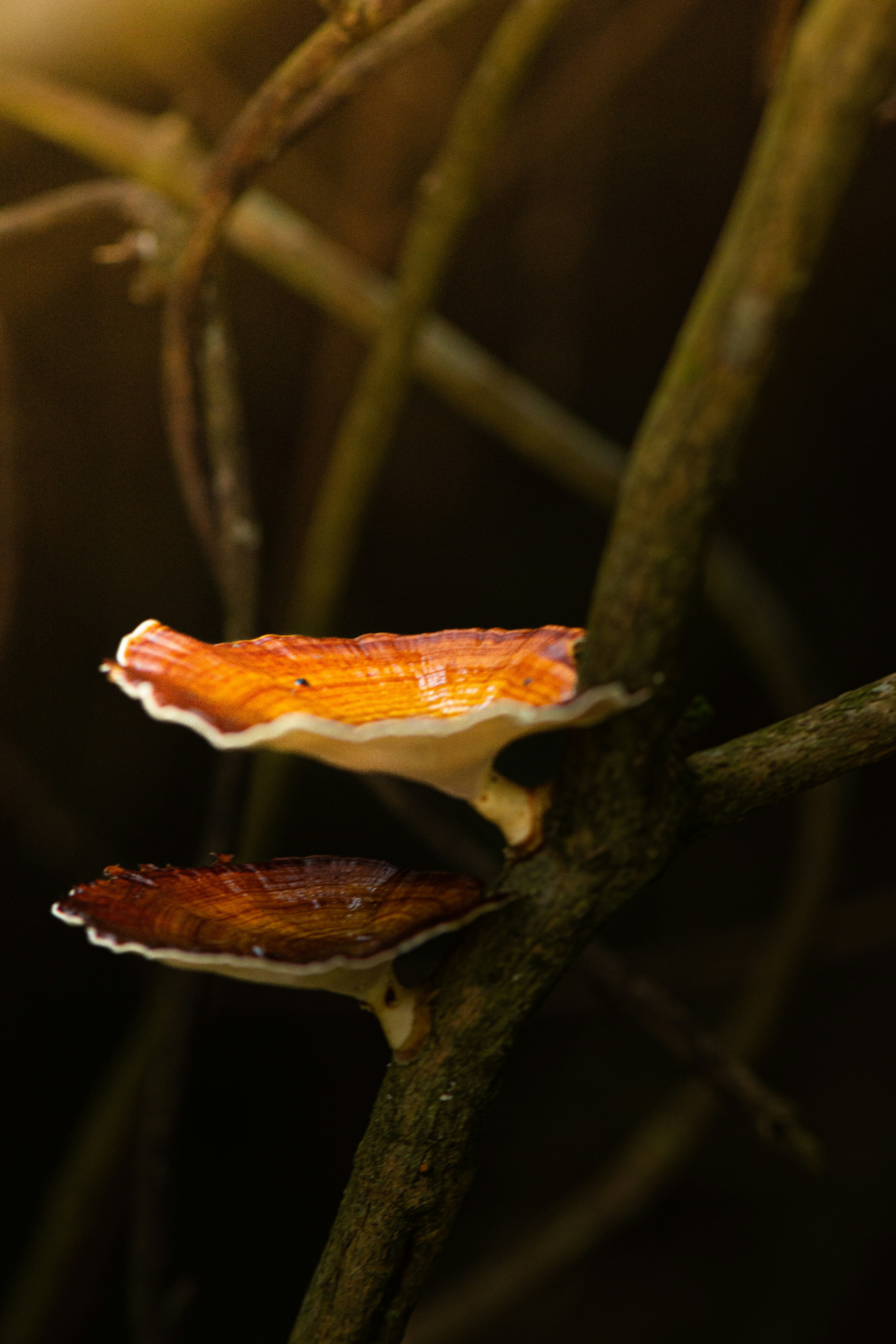 Twin Orange Bracket Fungi on a Mossy Branch in Dim Light