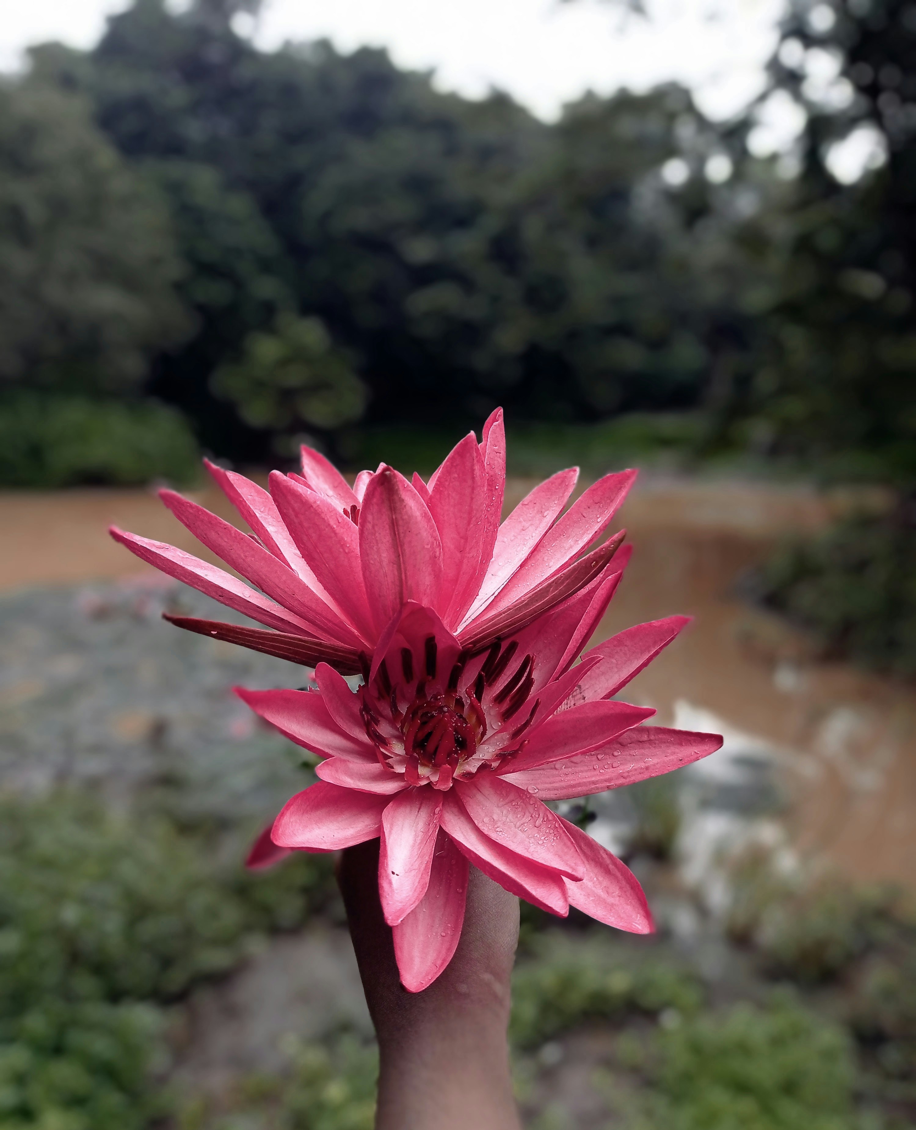 Pink Bloom in Hand: Riverside Focus and Quiet Color