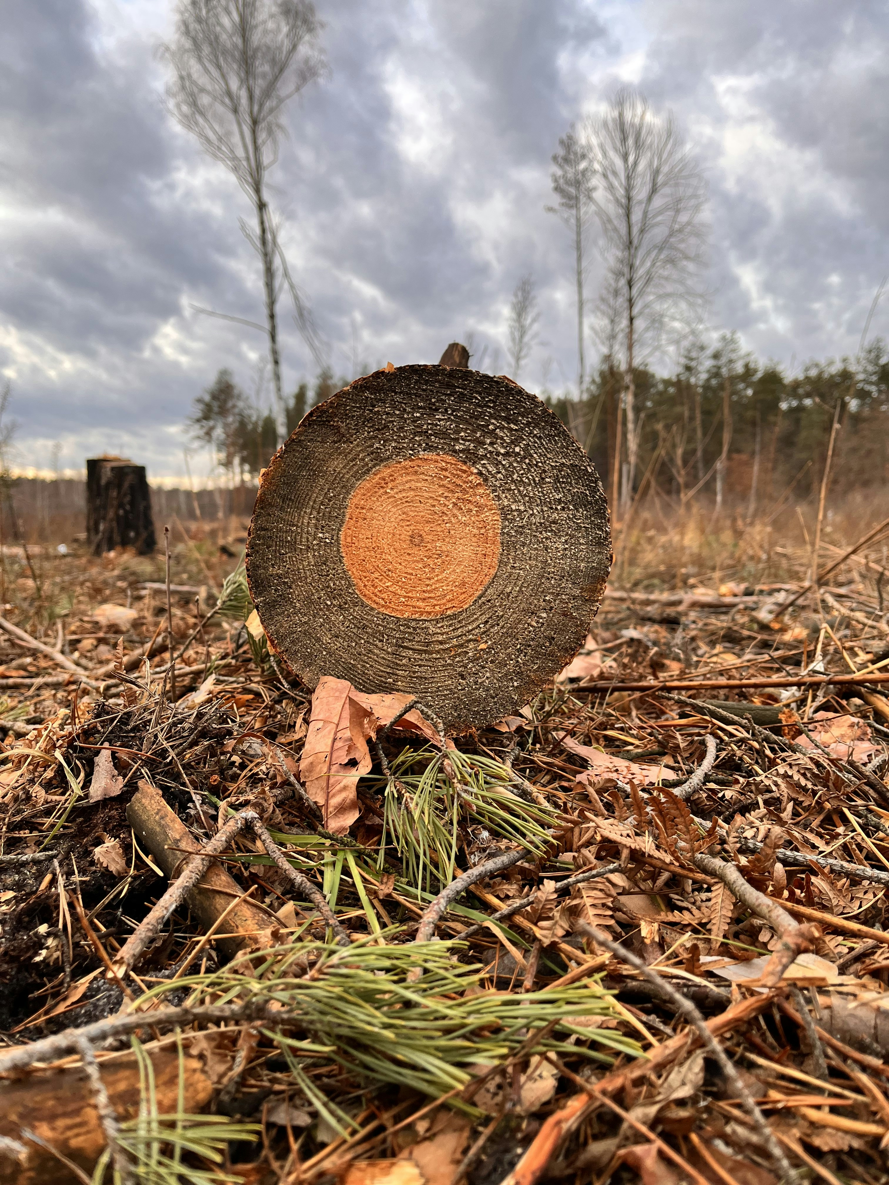 Centered Log Cross-Section Anchoring a Quiet Forest Floor