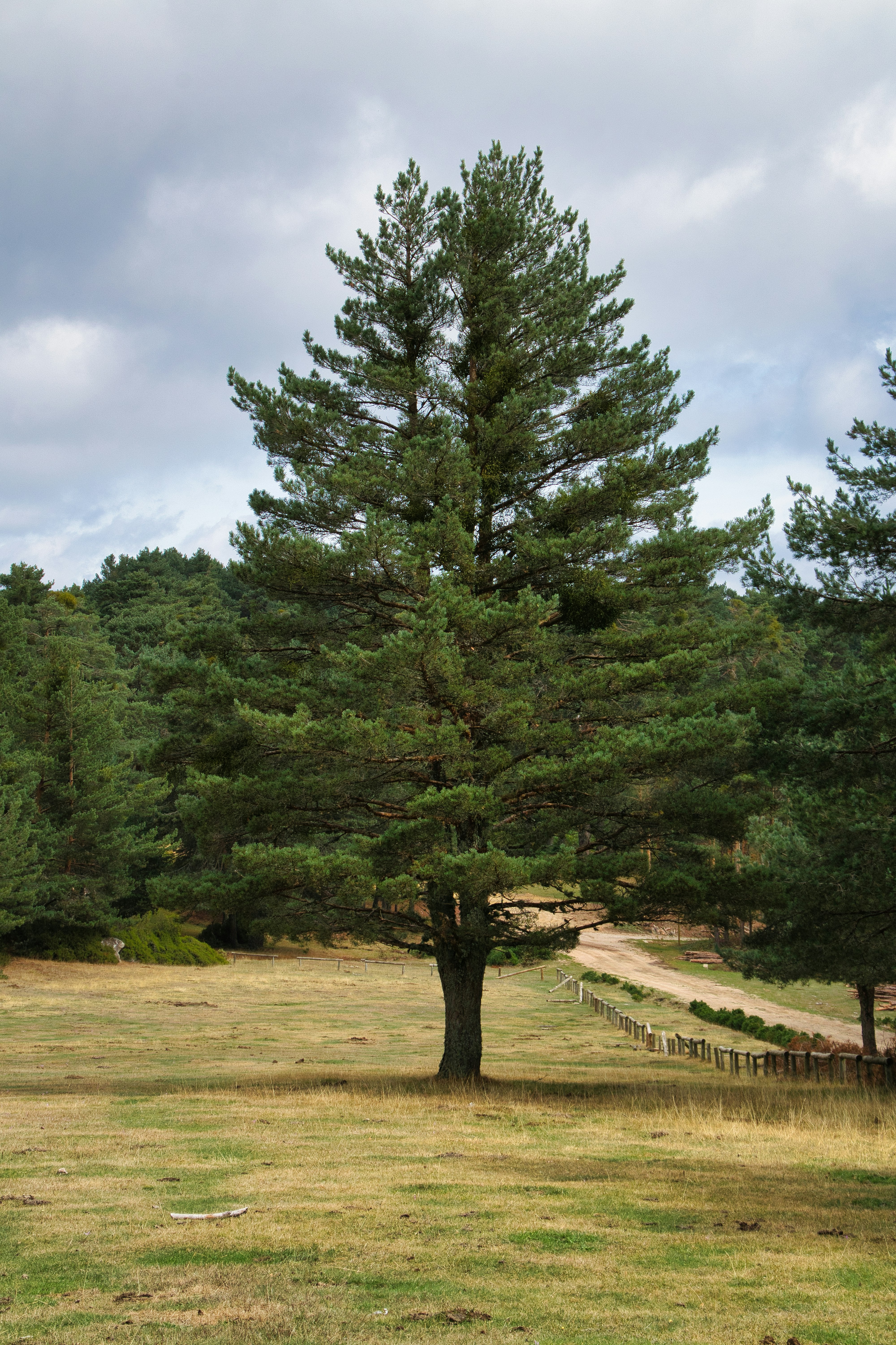 The pines are one of the symbols of Soria. The province is covered with pine forests whose richness far exceeds the material value of wood