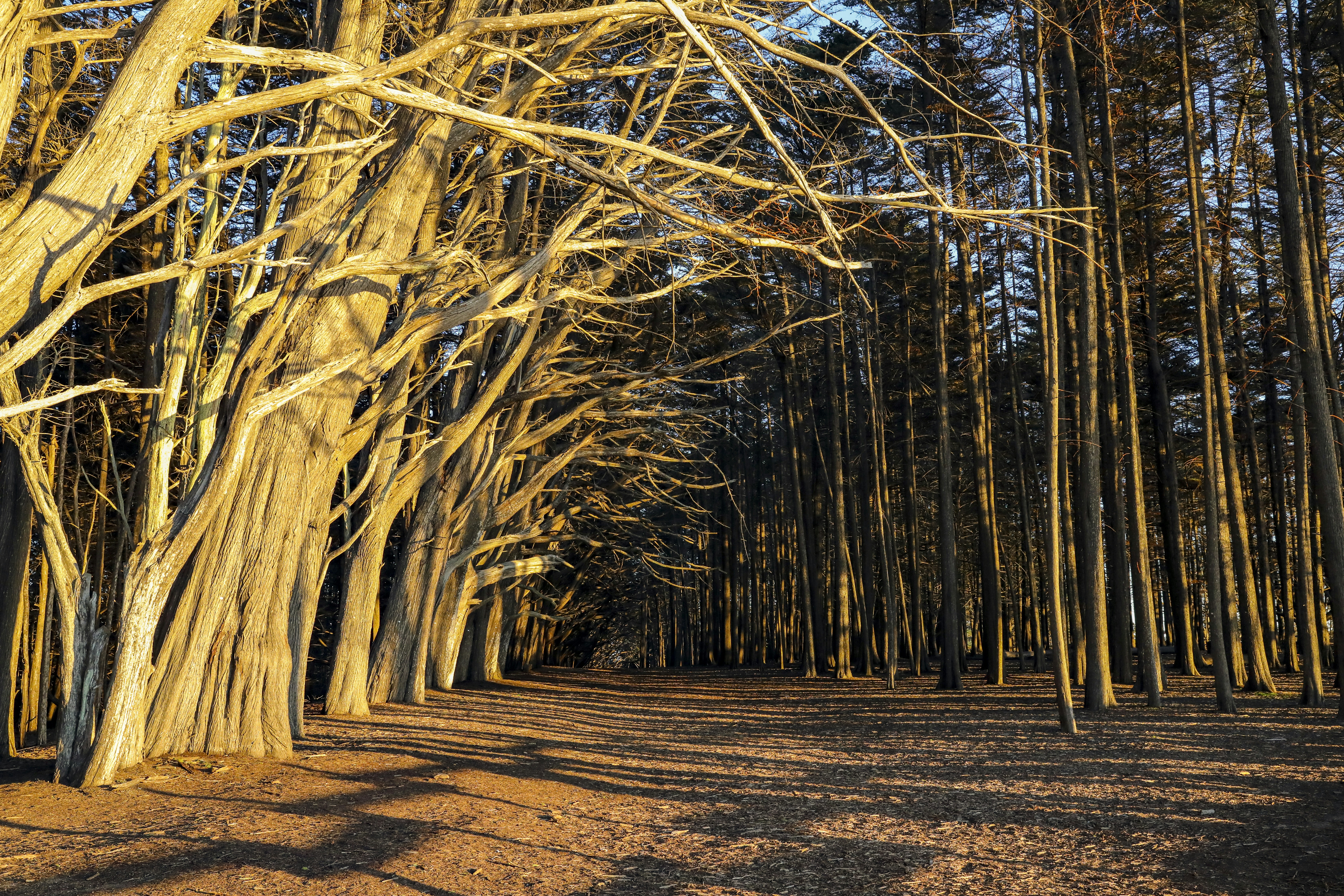 Golden Hour Corridor: Tree-lined Path Receding into Quiet Light