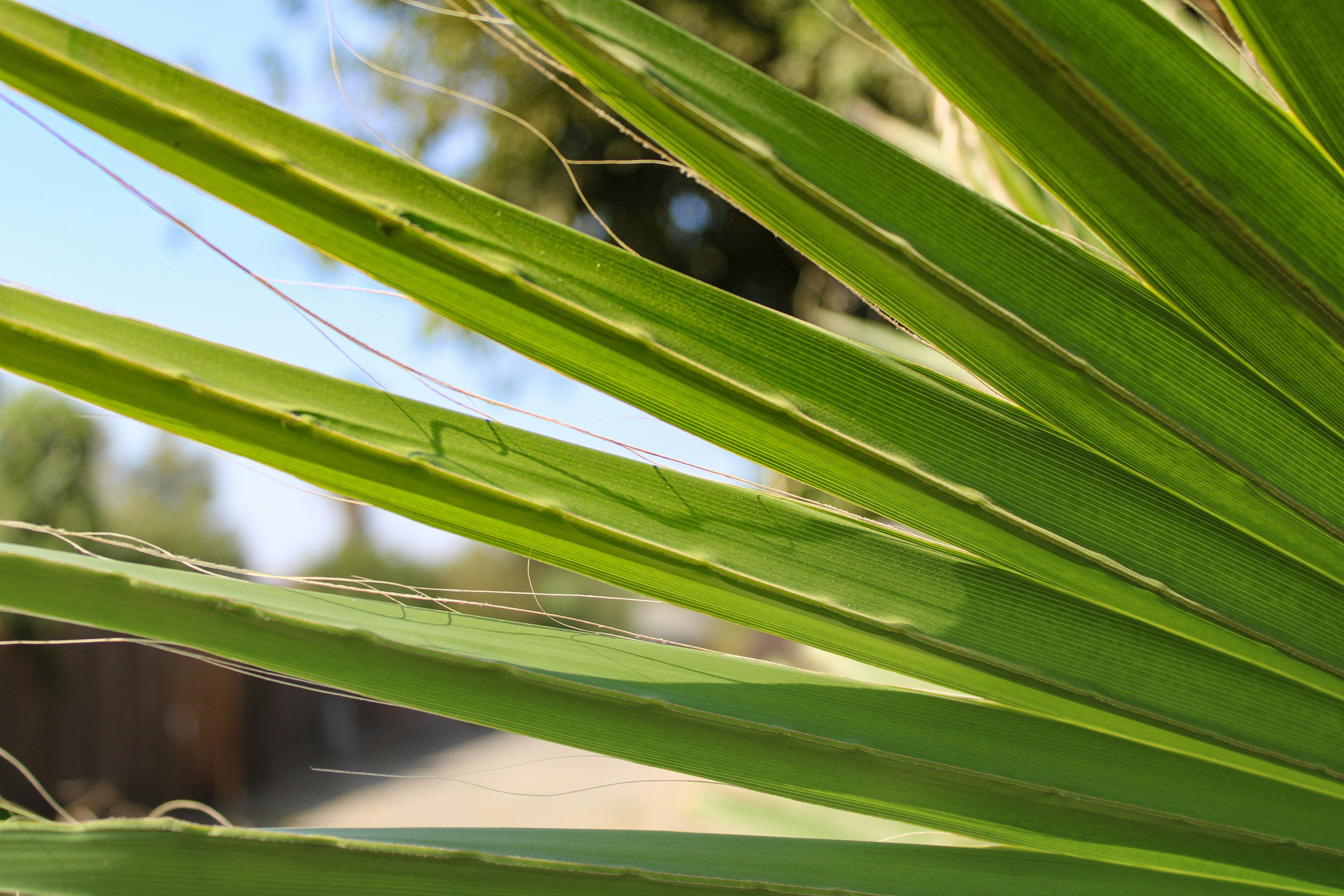 Strands of Light: Close-Up Palm Fronds Framing a Quiet Path