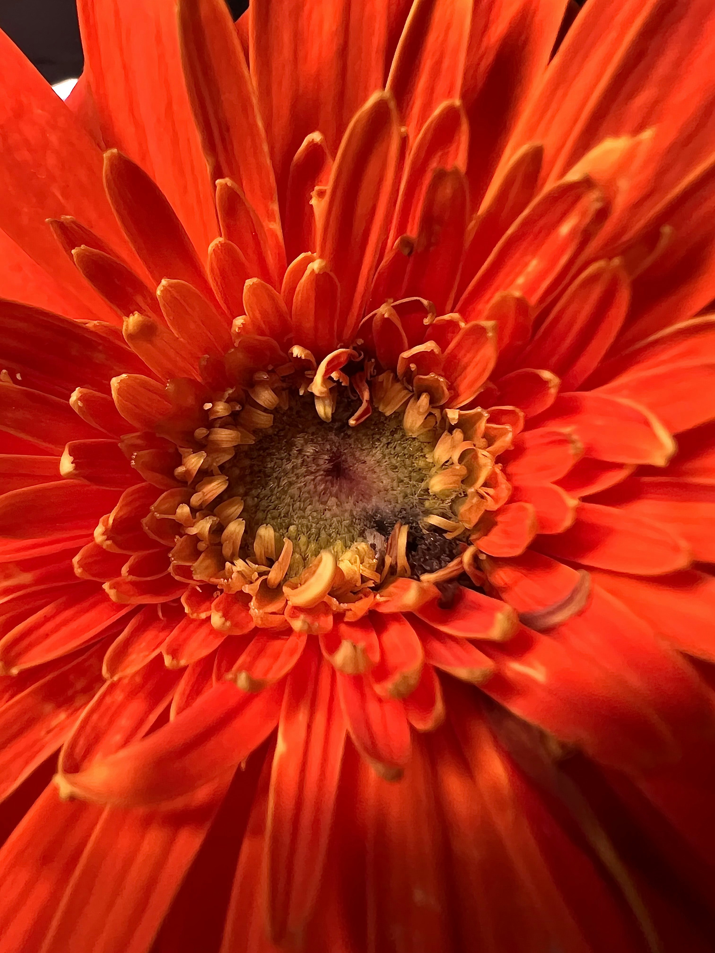 A close up of a bright orange flower photo – Free Flower Image on Unsplash