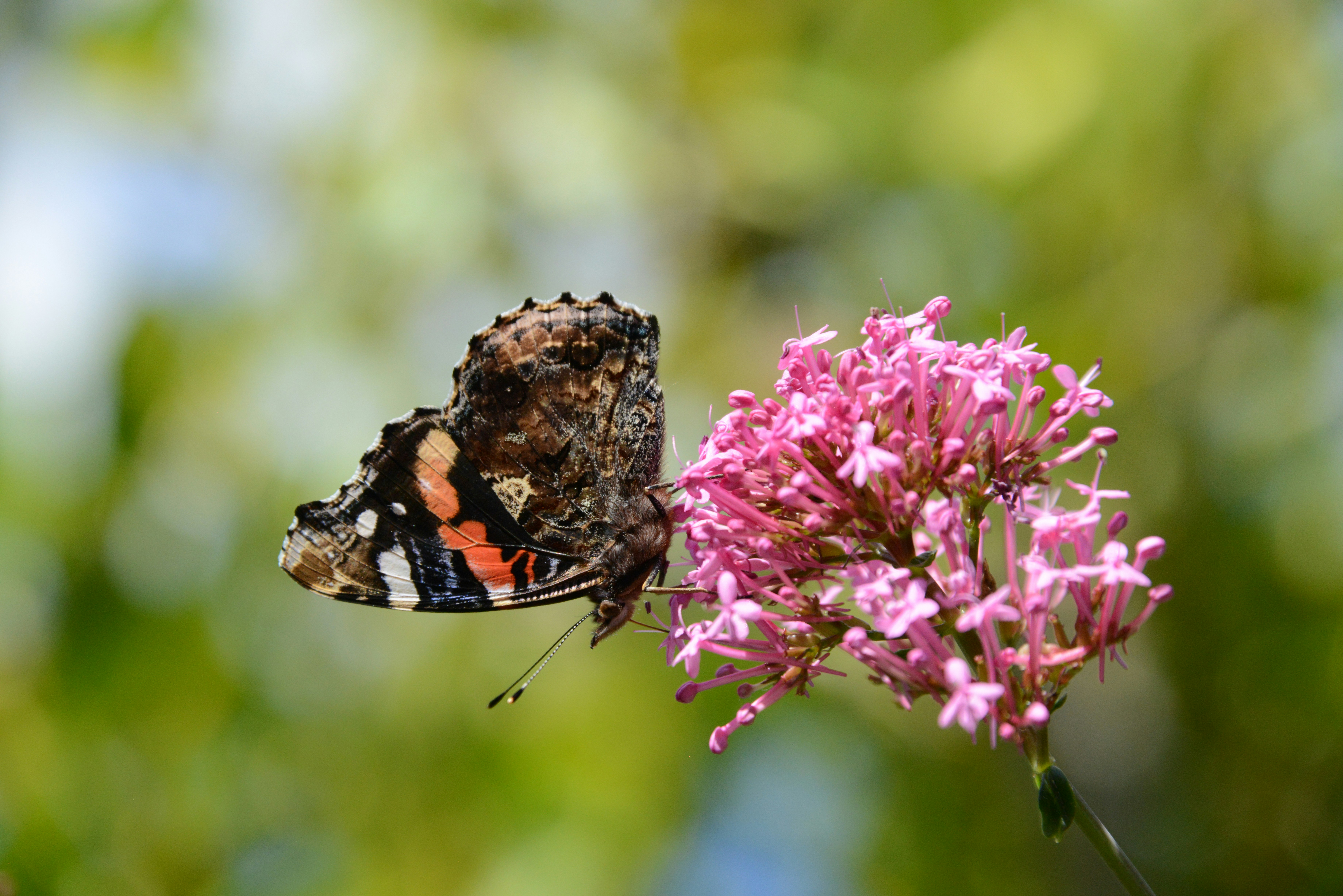 Red Admiral on a Magenta Bloom: a quiet macro moment