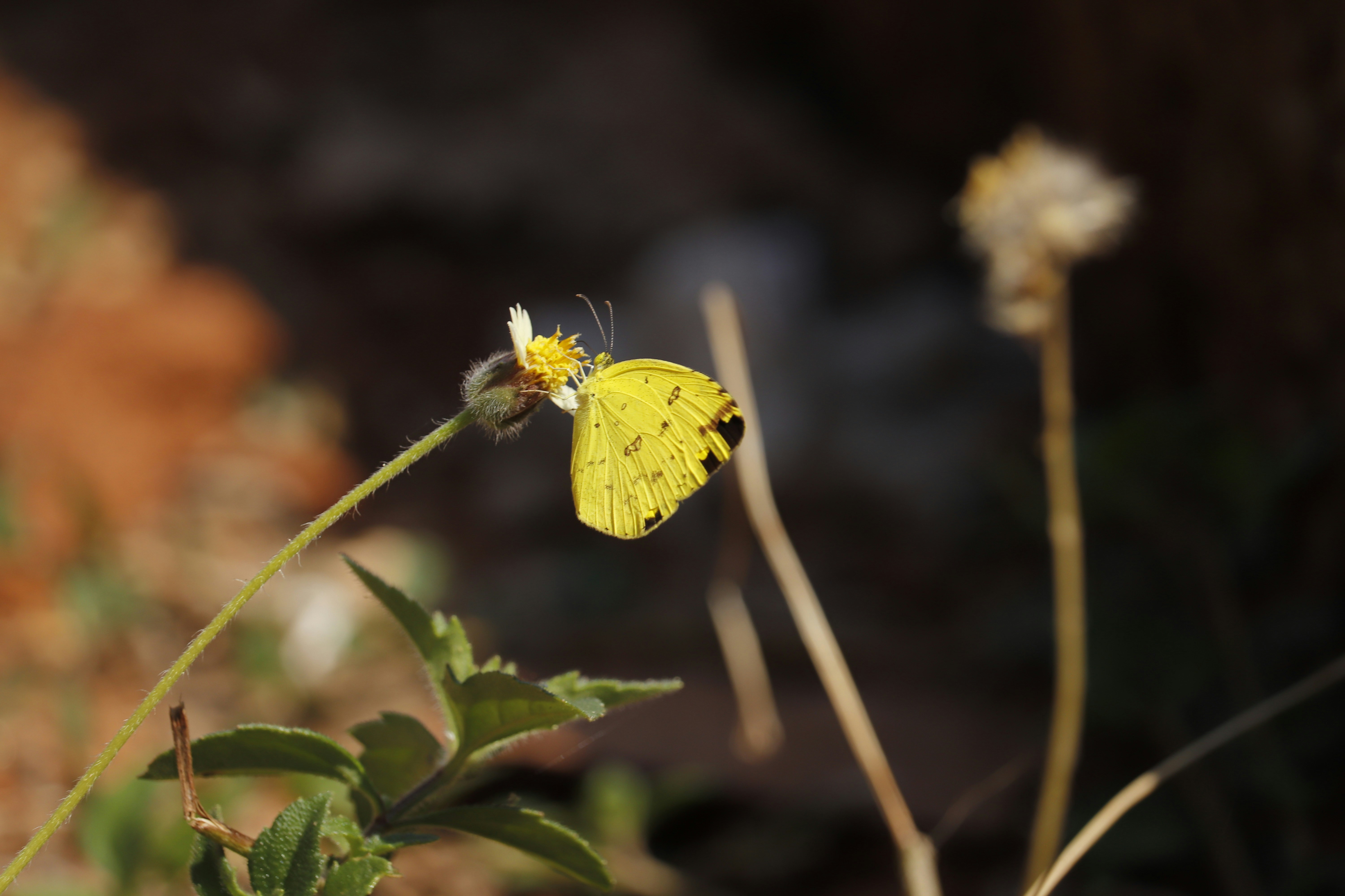 Delicate Balance: A Butterfly's Pause