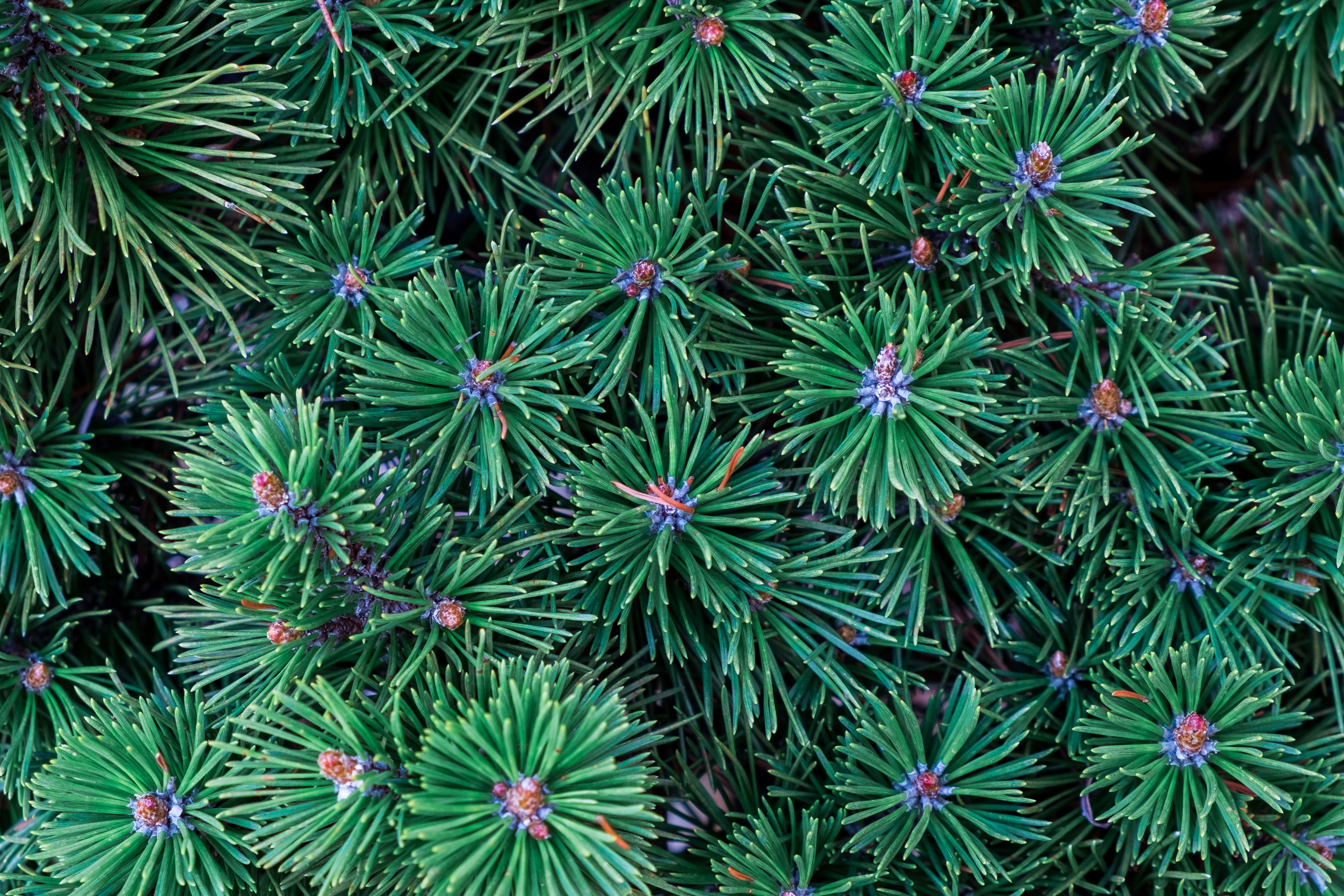 A close up of a bunch of pine needles photo – Free Pine Image on Unsplash