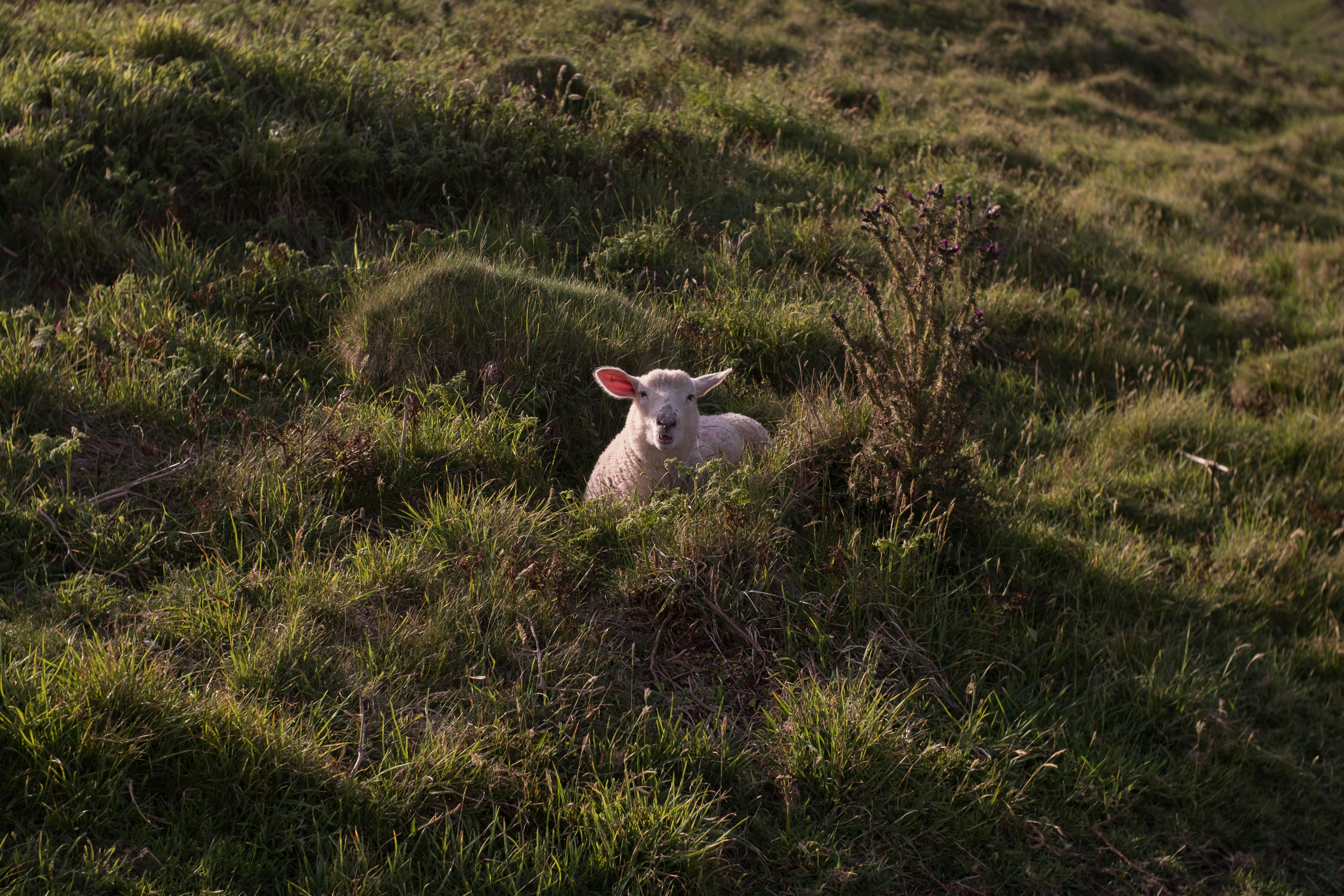 Un mouton couché dans l’herbe sur une colline photo – Image gratuite de ...