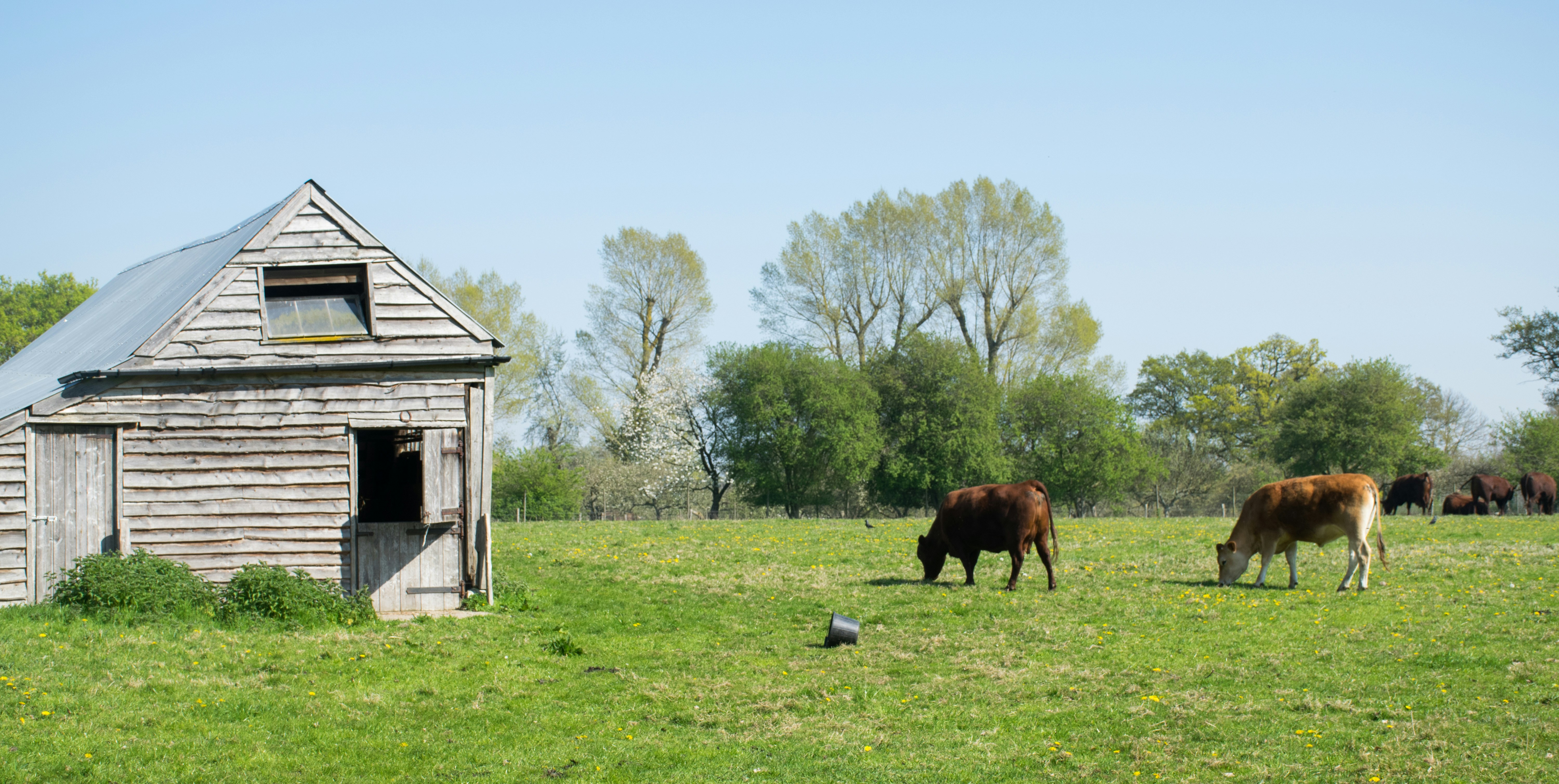 Weathered barn stands amidst lush green fields with grazing cows under a clear blue sky.